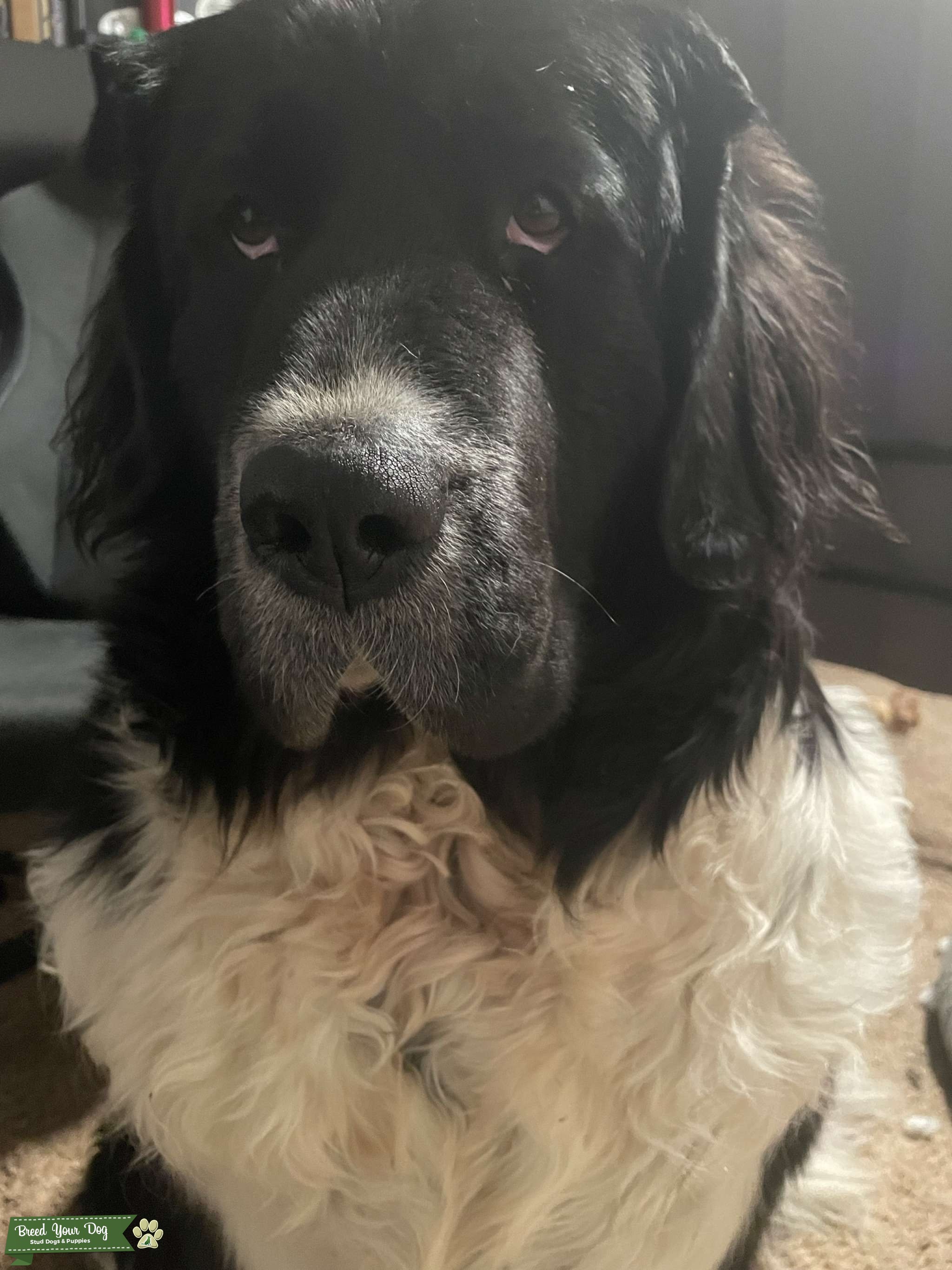 Landseer Newfoundland - Stud Dog in VA, the United States | Breed Your Dog