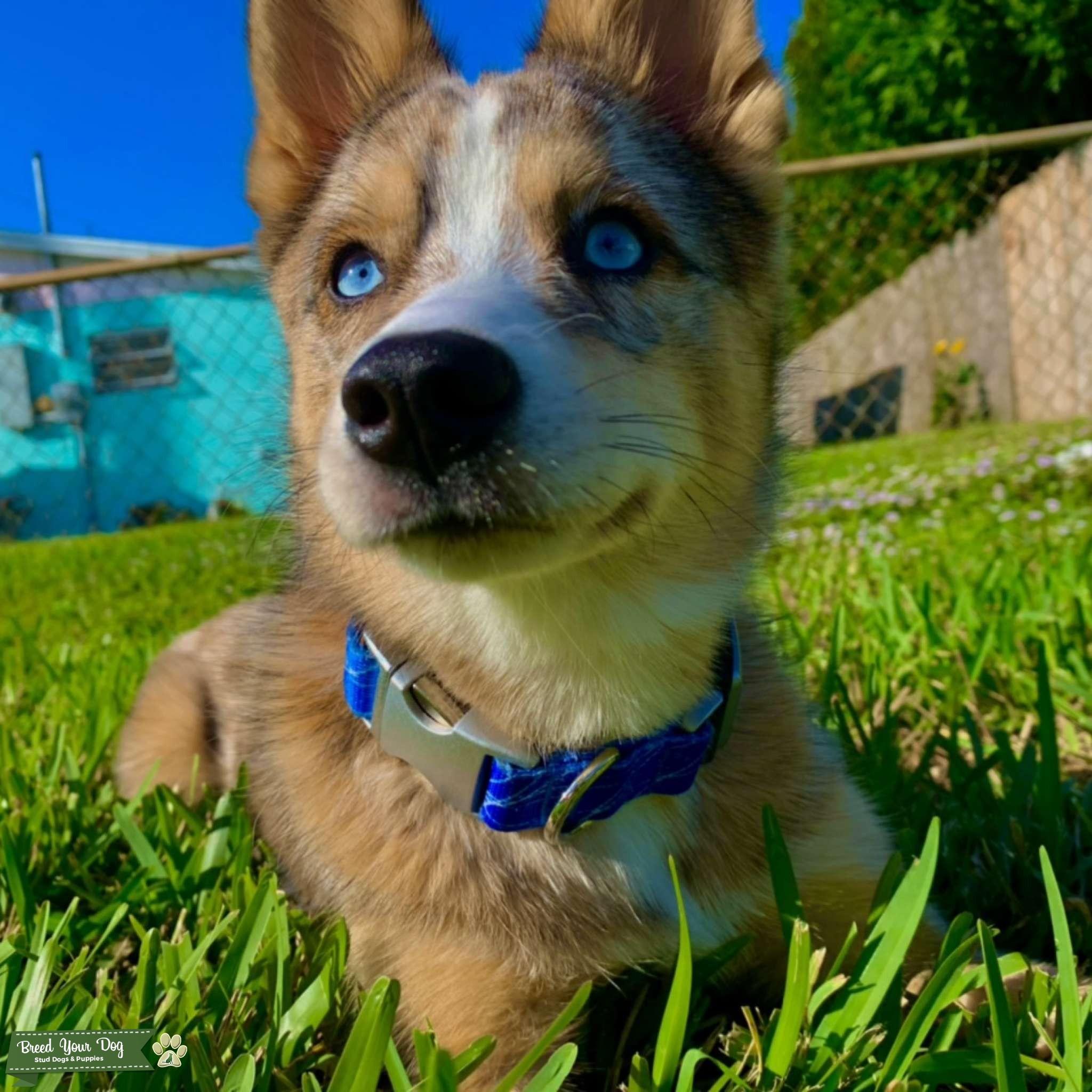 Alaskan Klee Kai Australian Shepard - Stud Dog in Southeast US, the ...