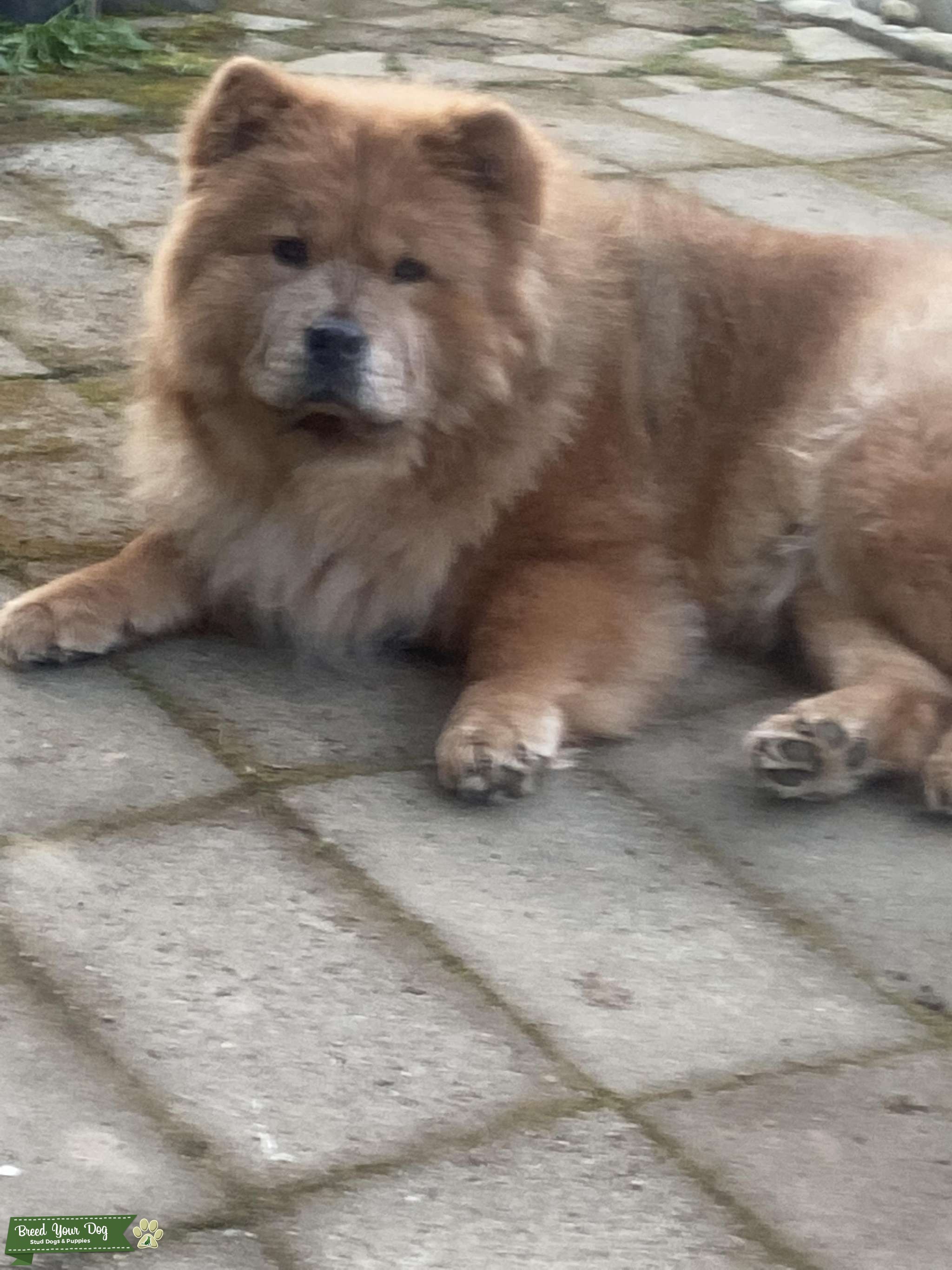 AkC Female chow chow needs AKC male stud ! In WA state - Stud Dog in ...
