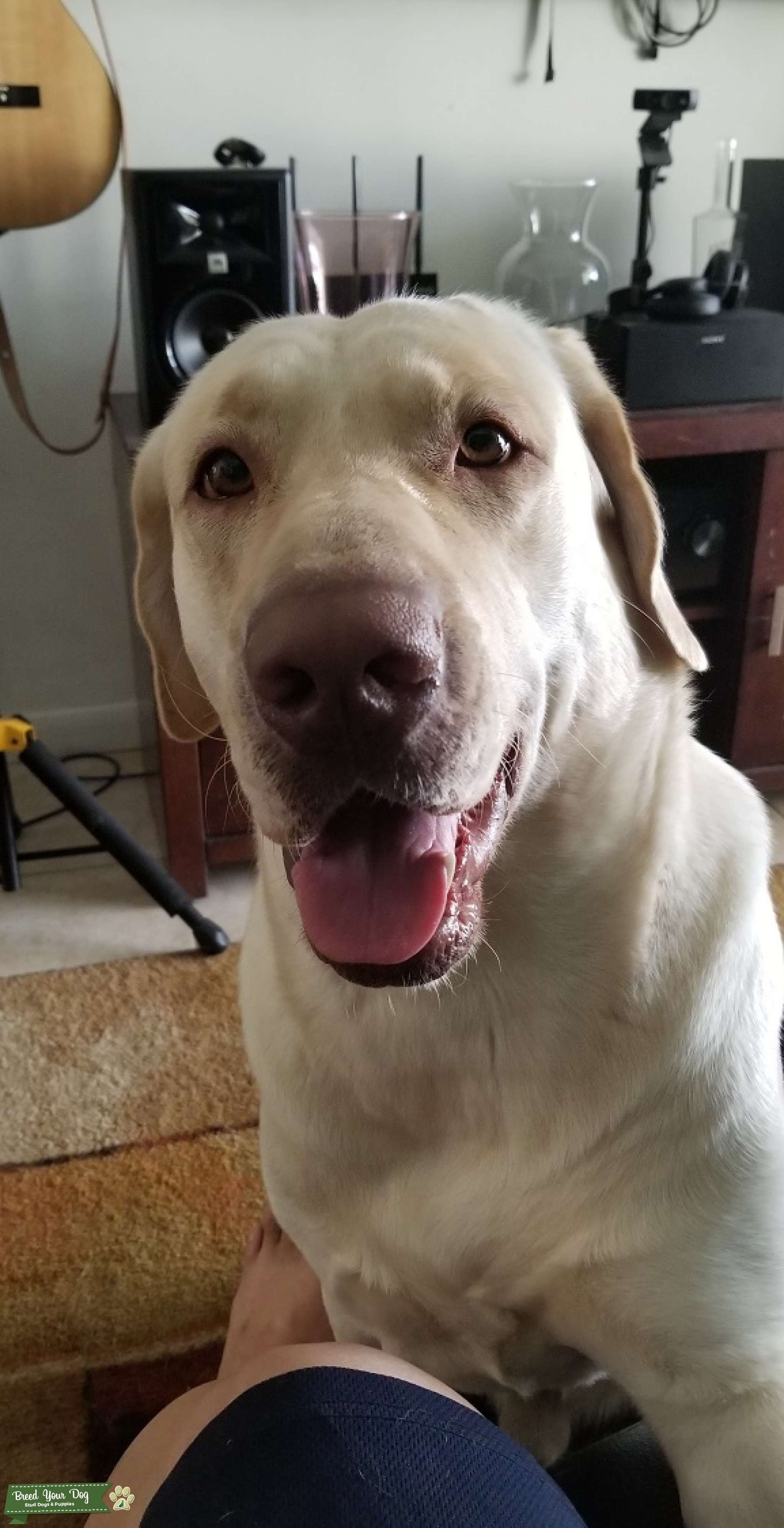 BIG White Lab looking for love - Stud Dog in Miami, Florida, the United ...