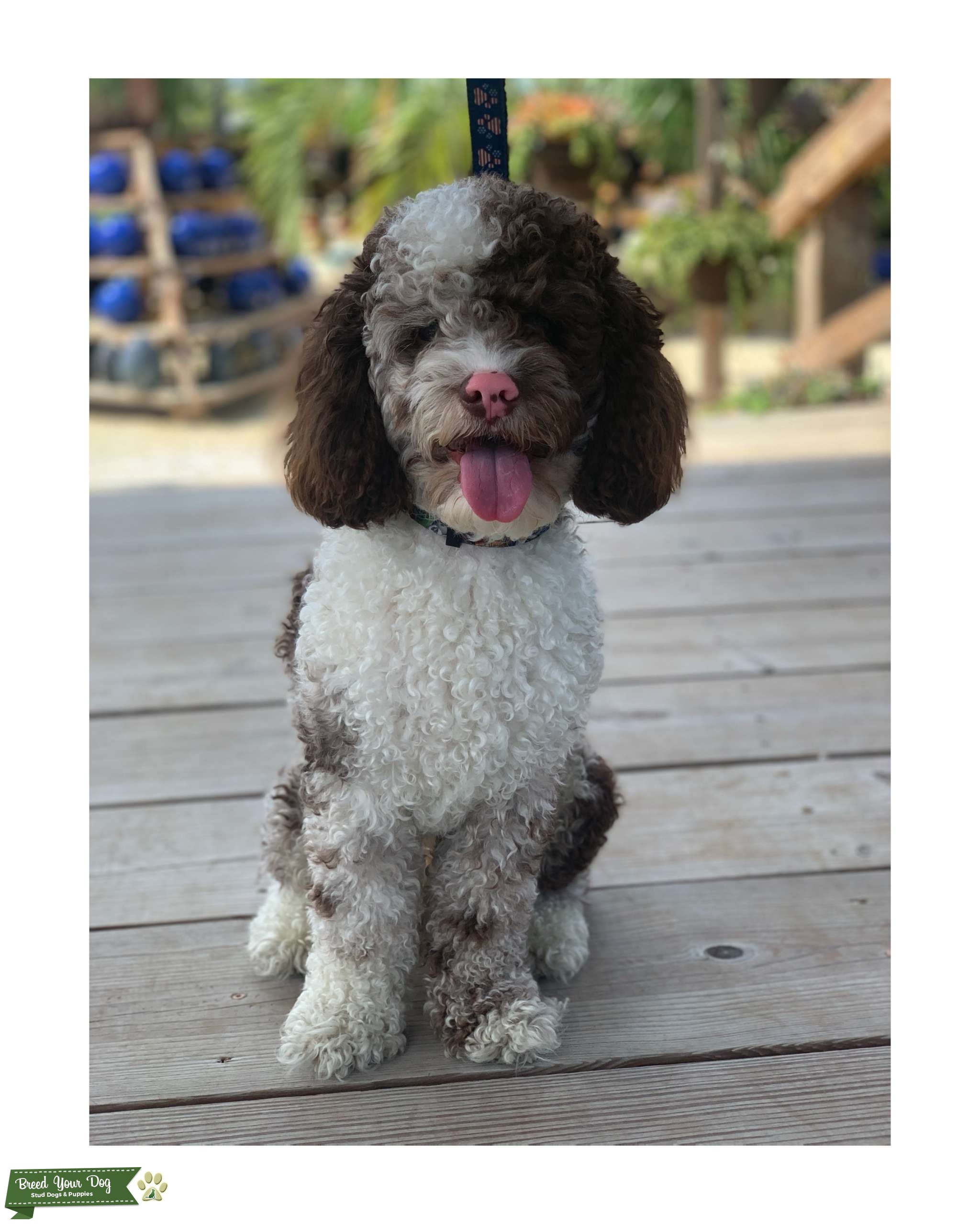 Beautiful tricolor male cockapoo - Stud Dog in Florida, the United ...