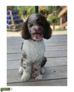 Beautiful tricolor male cockapoo - Stud Dog in Florida, the United ...
