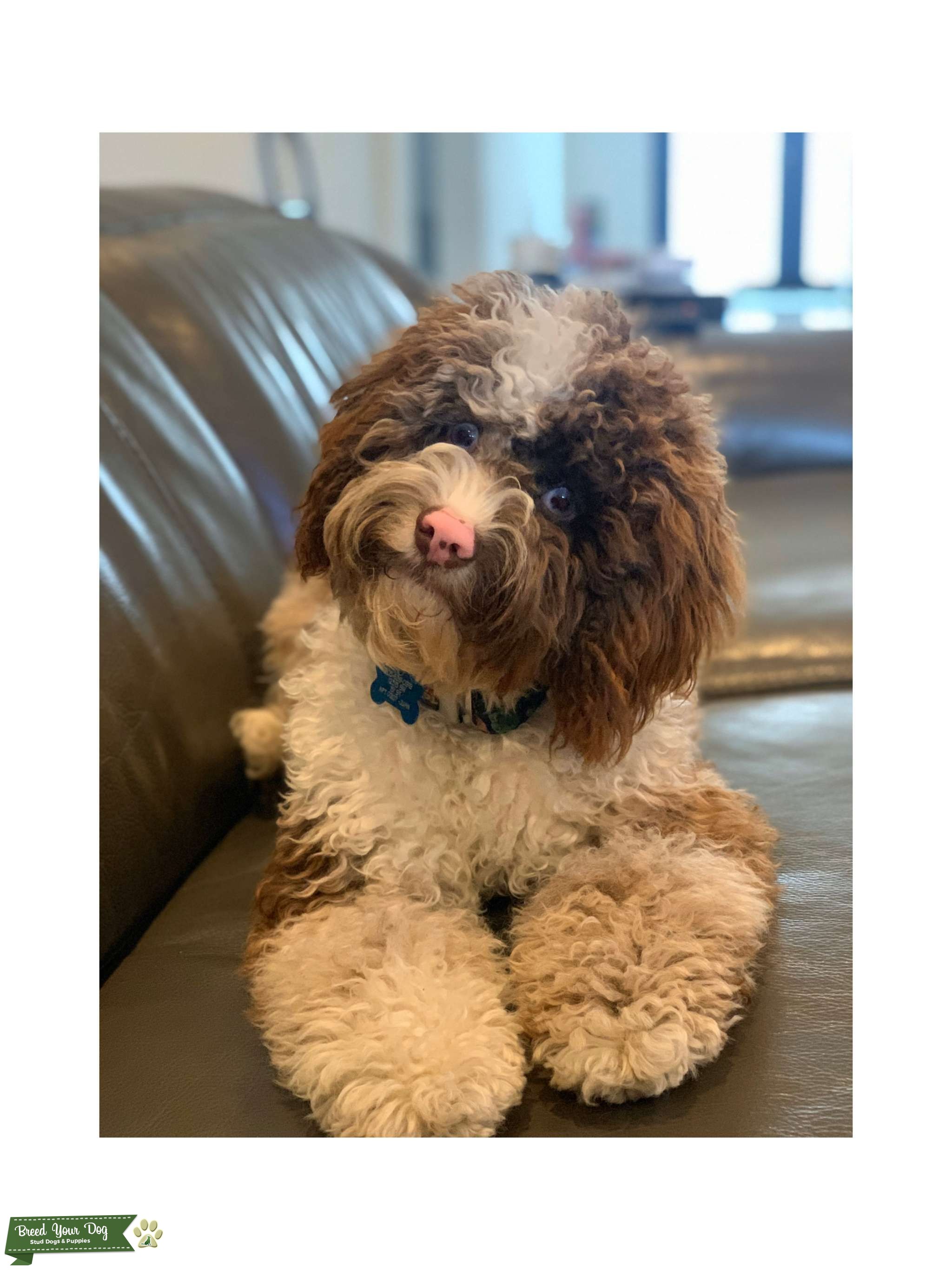 Beautiful tricolor male cockapoo - Stud Dog in Florida, the United ...