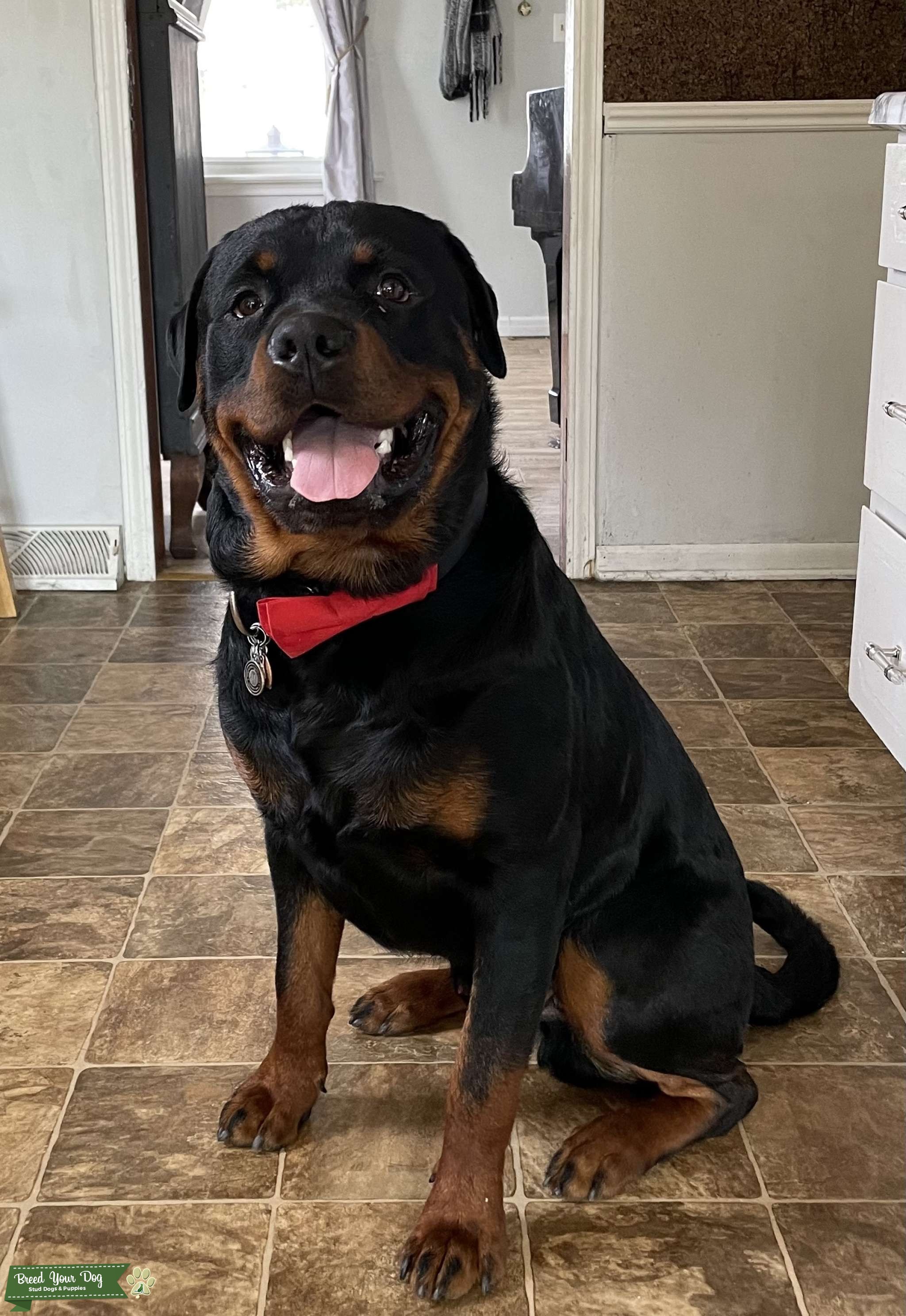 Pedigreed German Rott with Mahogany markings - Stud Dog in WI, the ...