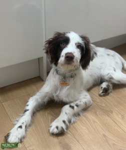 F1 Mini Springerdoodle Stud Available - Stud Dog in CA, the United ...