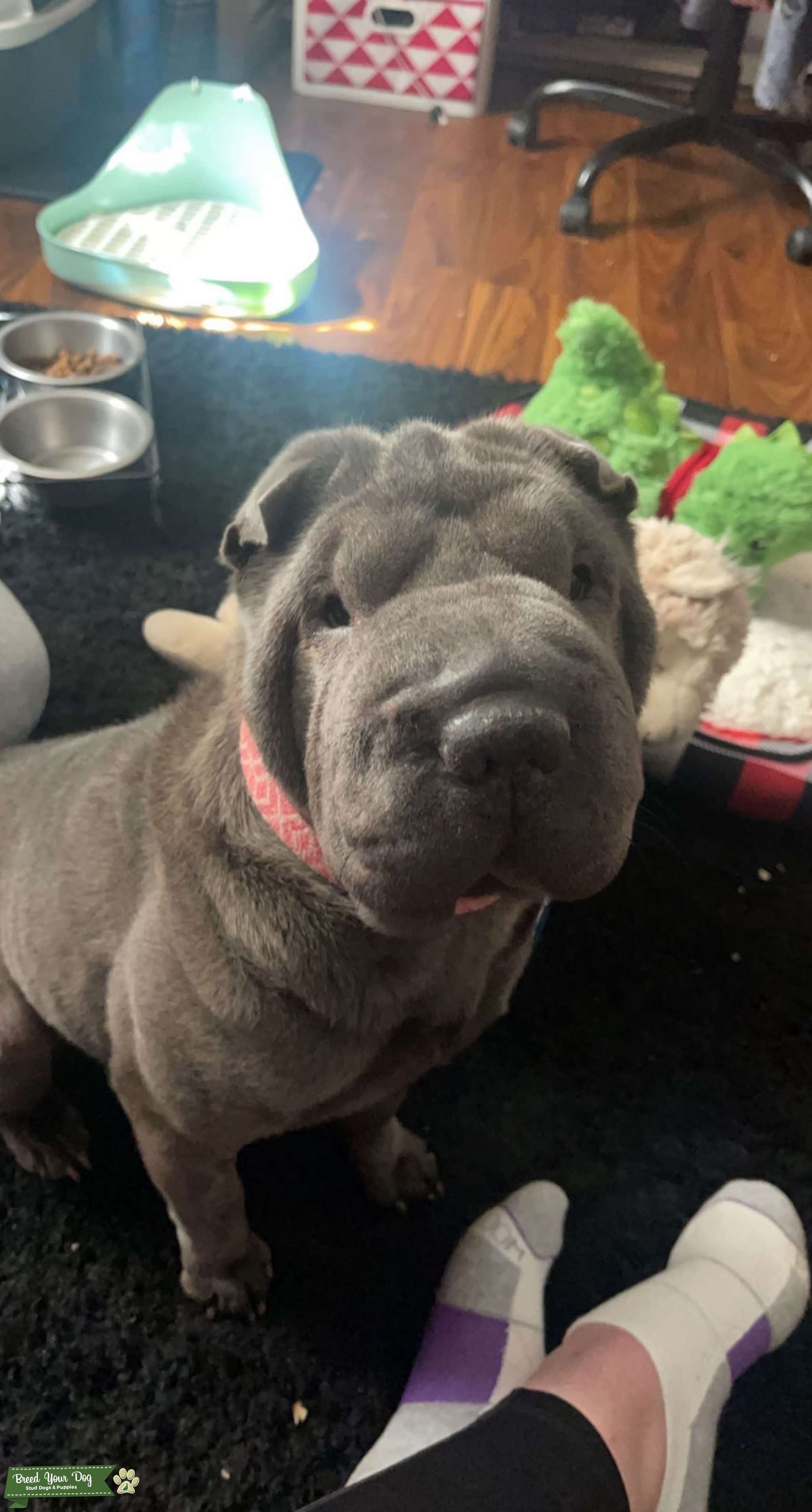 Blue mini shar pei - Stud Dog in Niagara , the United States | Breed ...