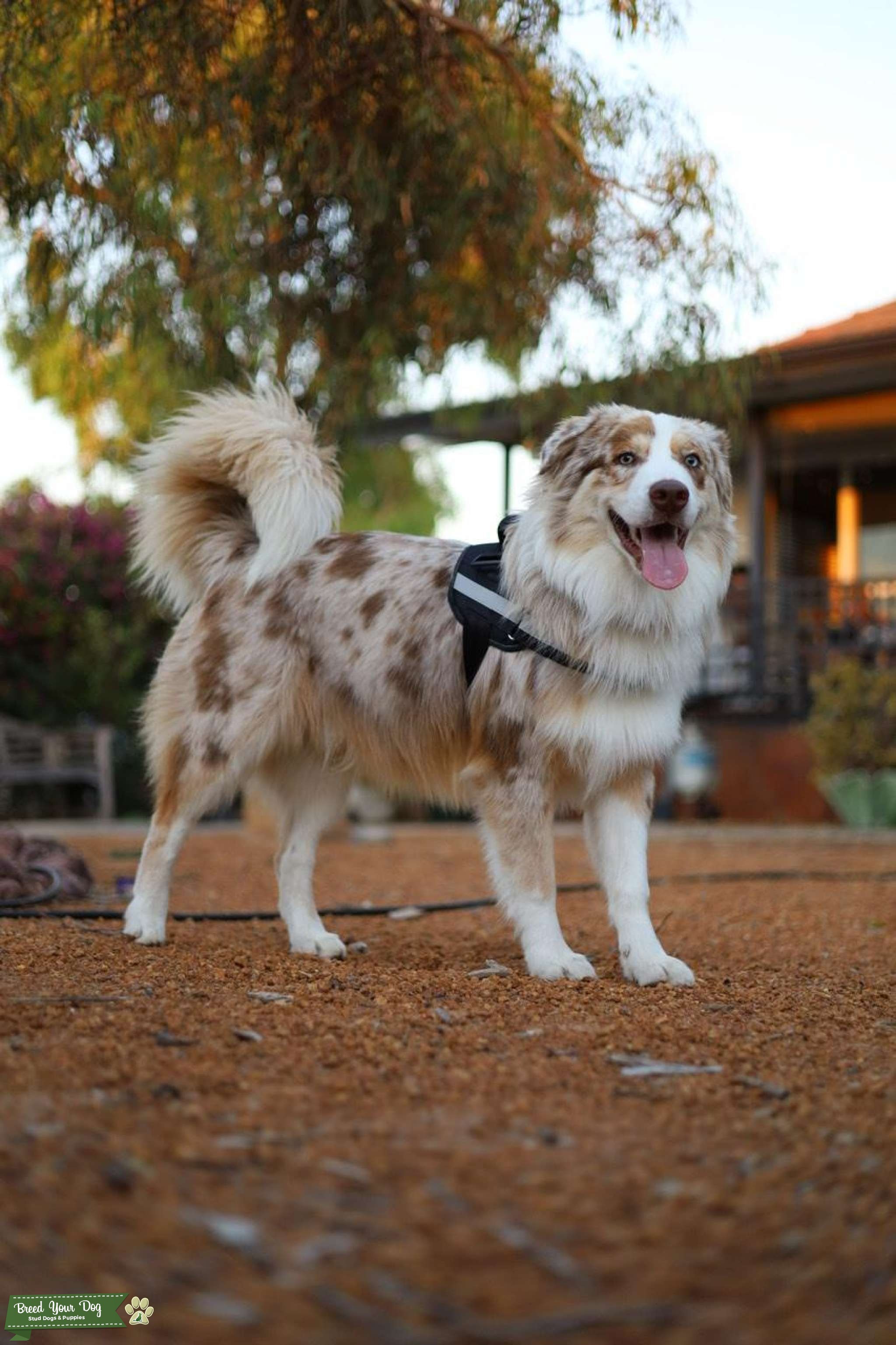 Purebred Red Merle Australian Shepherd - Stud Dog Geraldton - Breed ...