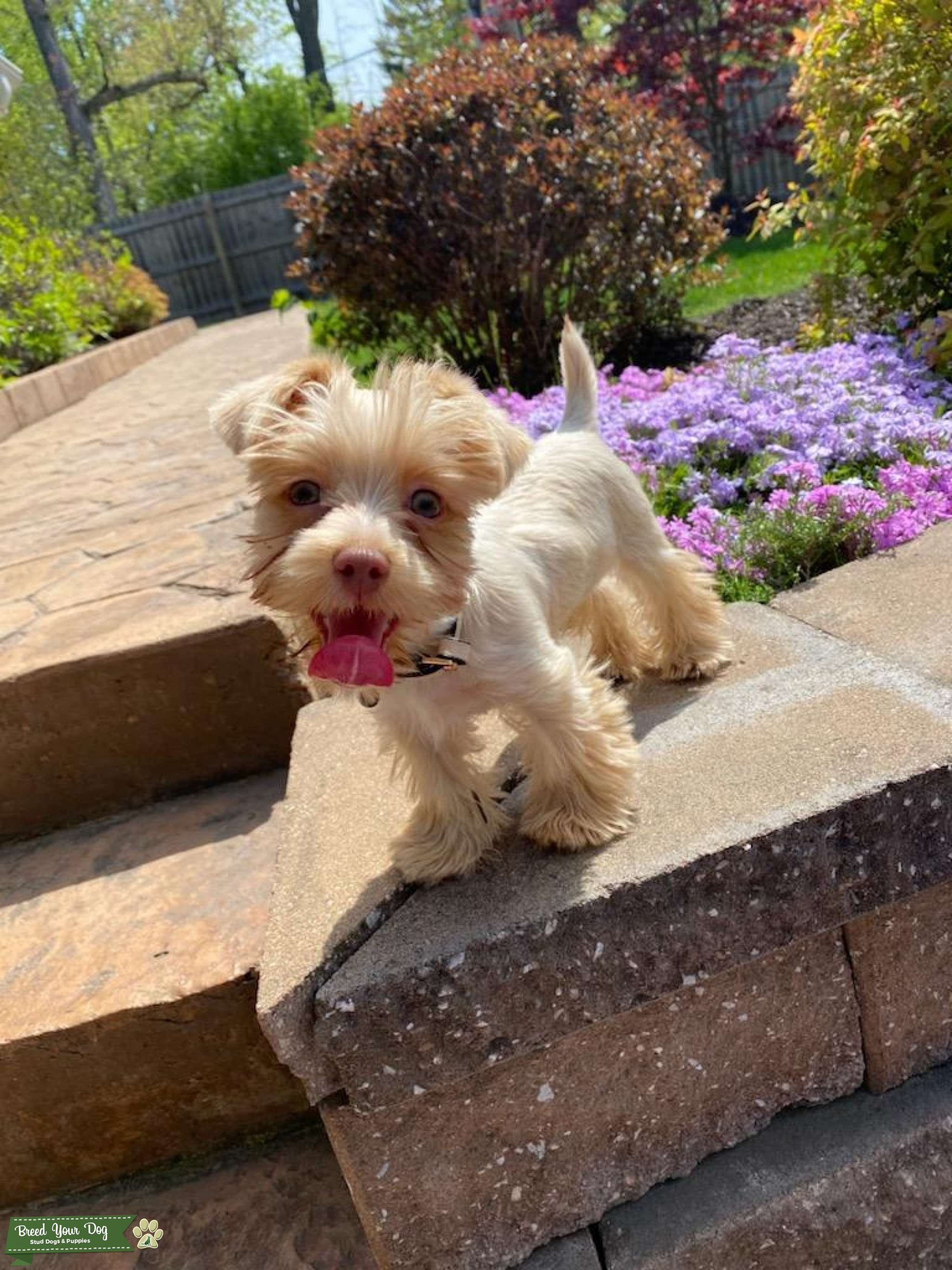 Blonde Yorkie Stud - Stud Dog in Midwest, United States | Breed Your Dog