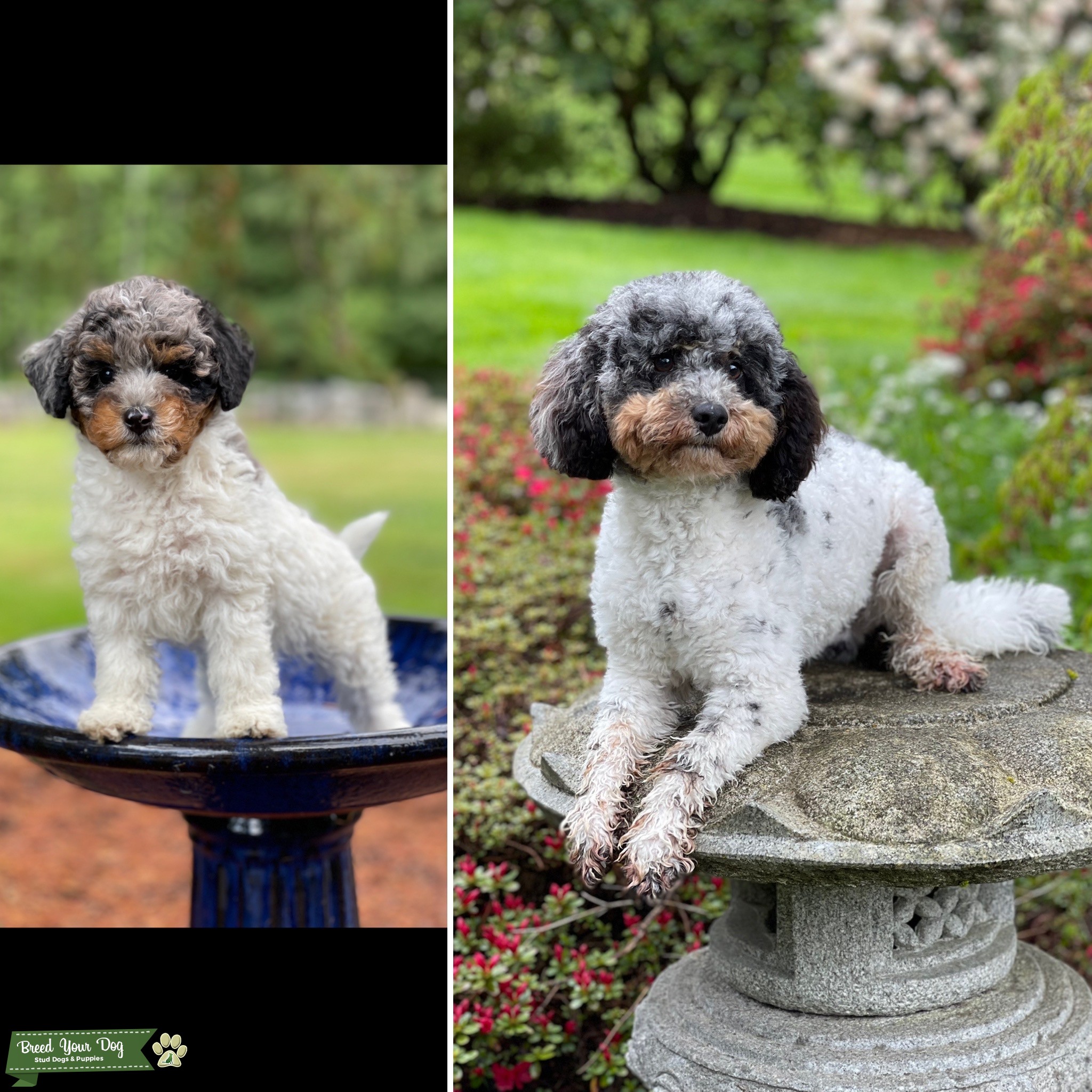 Mini F1b Blue Merle Phantom Aussiedoodle Stud - Stud Dog in Rainier, OR ...