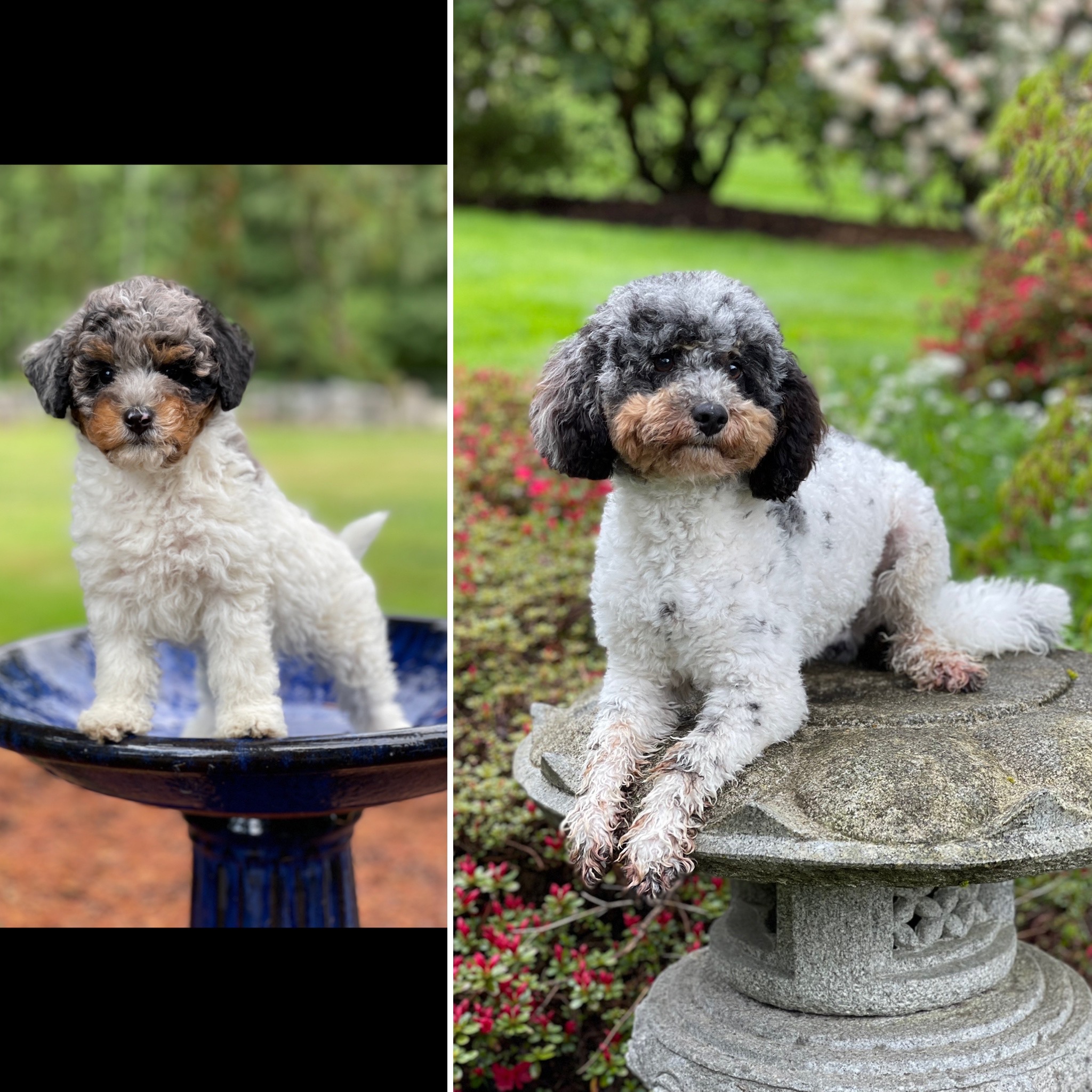 Mini F1b Blue Merle Phantom Aussiedoodle Stud - Stud Dog in Rainier, OR ...