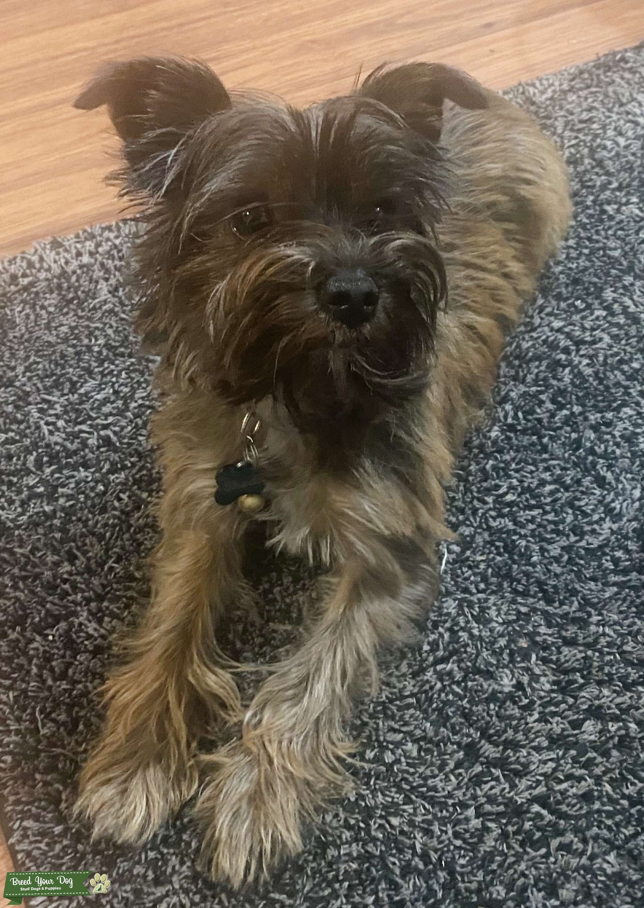 Yorkie Stud - Stud Dog in Oregon, the United States | Breed Your Dog