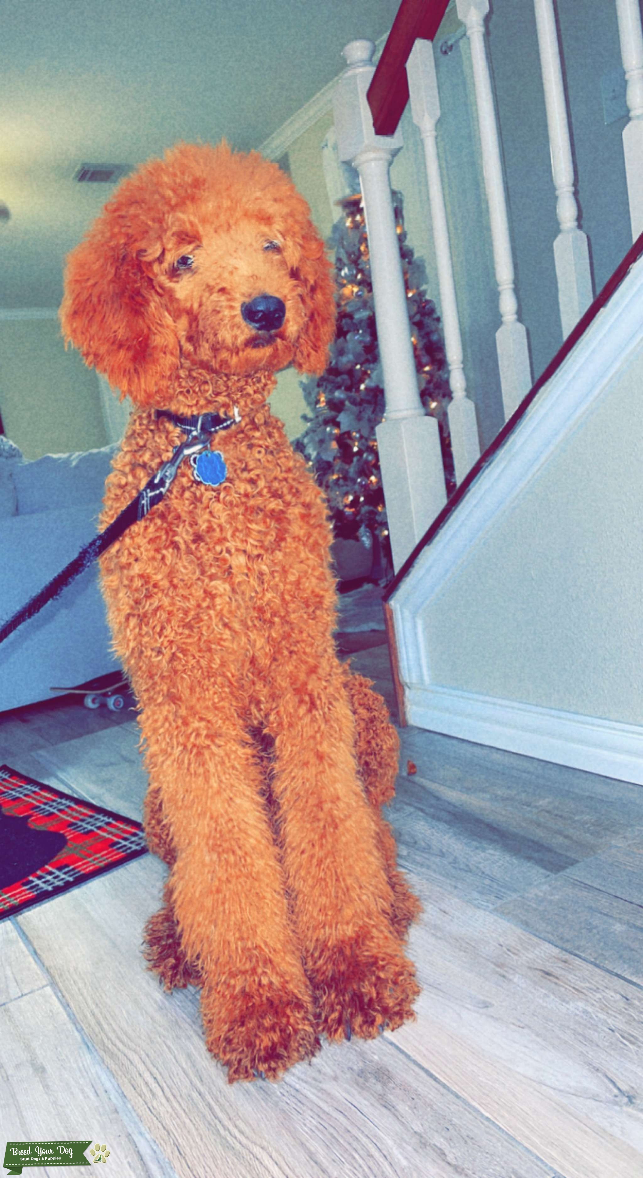 Standard poodle stud - Stud Dog in Houston , the United States | Breed ...