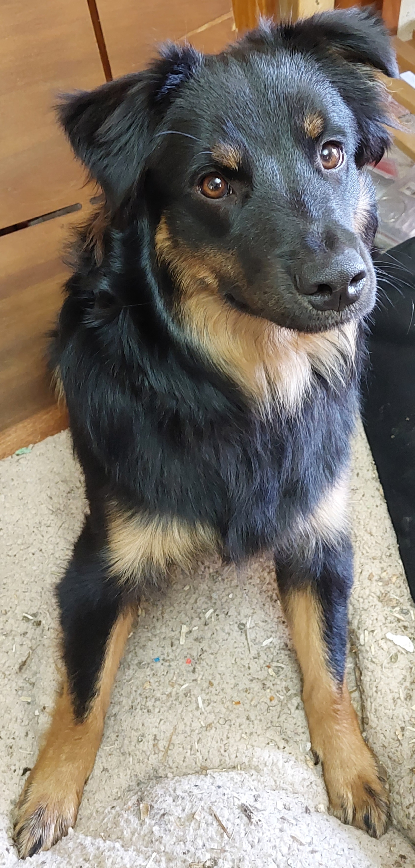 Virgin black bicolor Australian Shepherd - Stud Dog in Bc, Canada ...