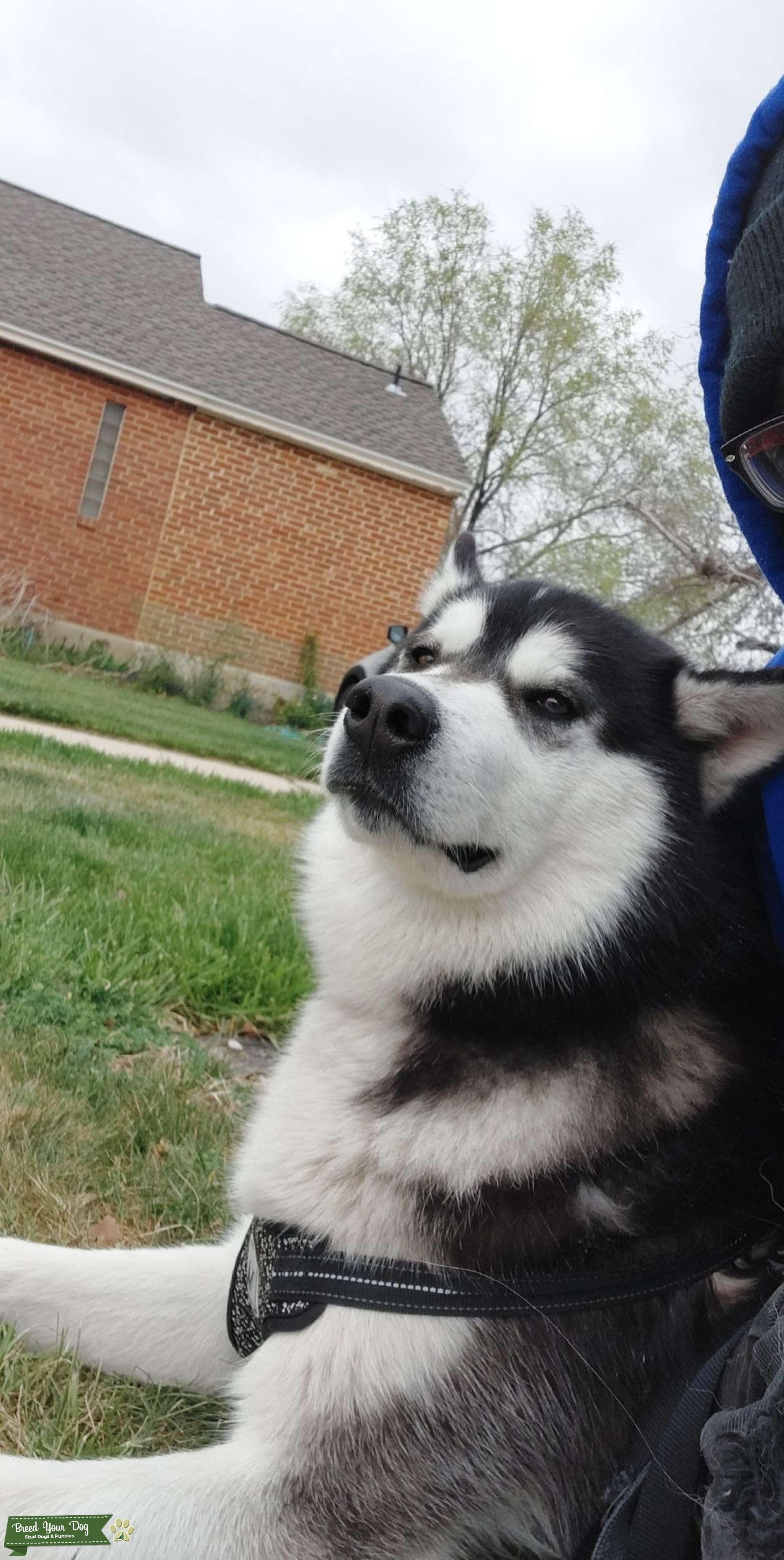 Stud Huskey/Malamute cross - Stud Dog in UT, the United States | Breed ...