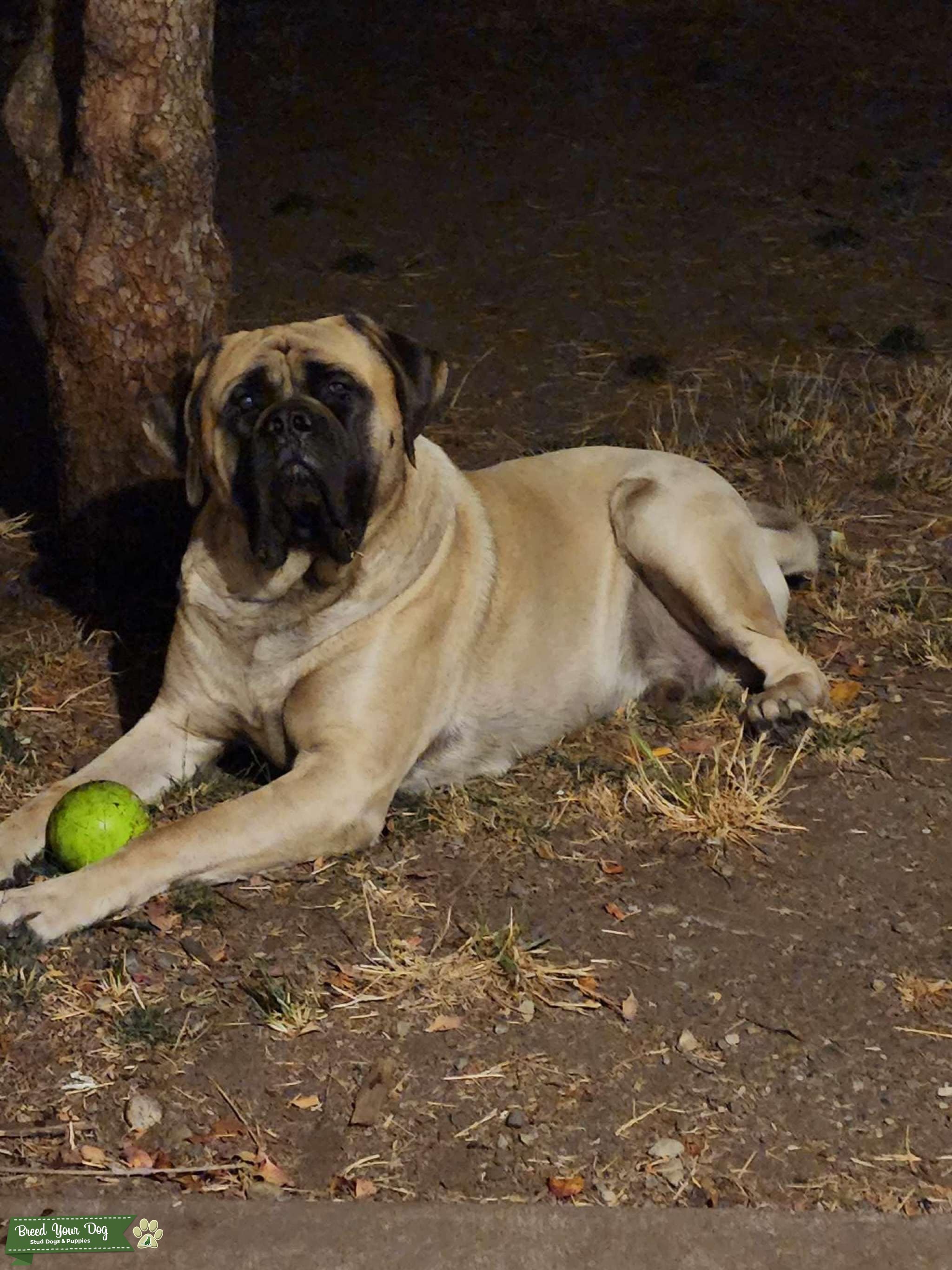 Full English Mastiff - Stud Dog in Washington State, Mexico | Breed ...