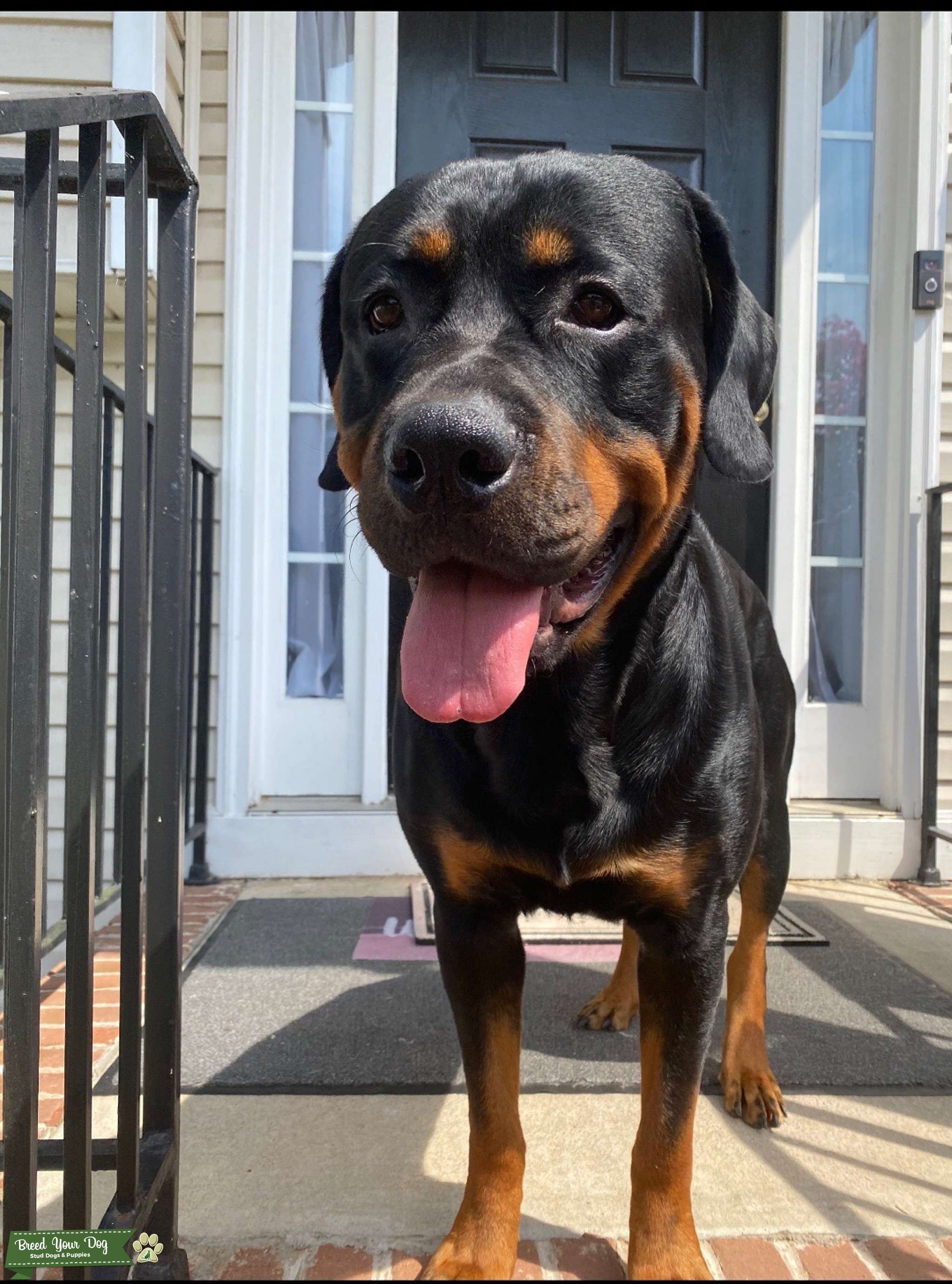 Stud for breeding - Stud Dog in East coast, the United States | Breed ...