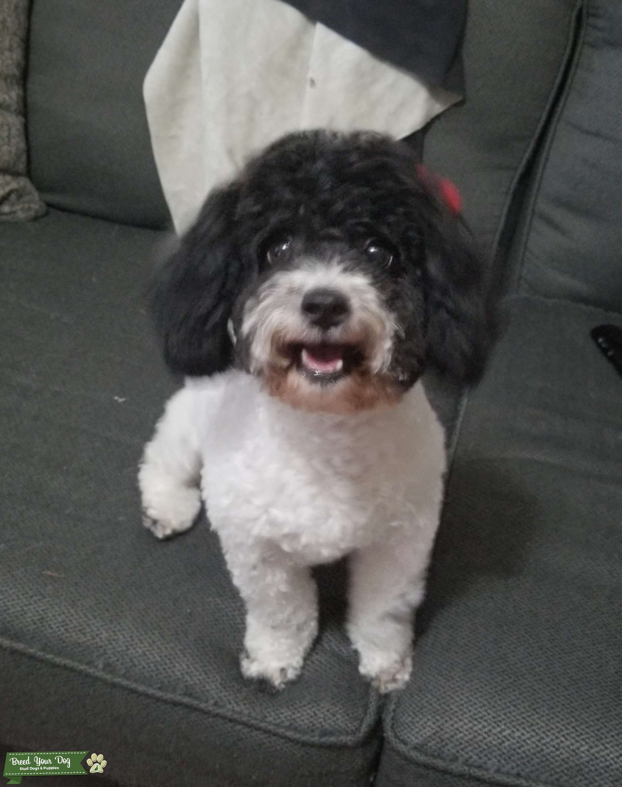 Female Maltipoo in Heat - Stud Dog in Dallas, United States | Breed ...