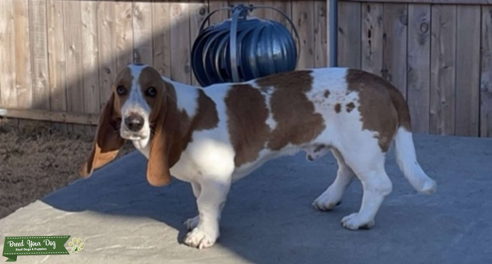 Basset Hound - Stud Dog in Oklahoma City, the United States | Breed ...
