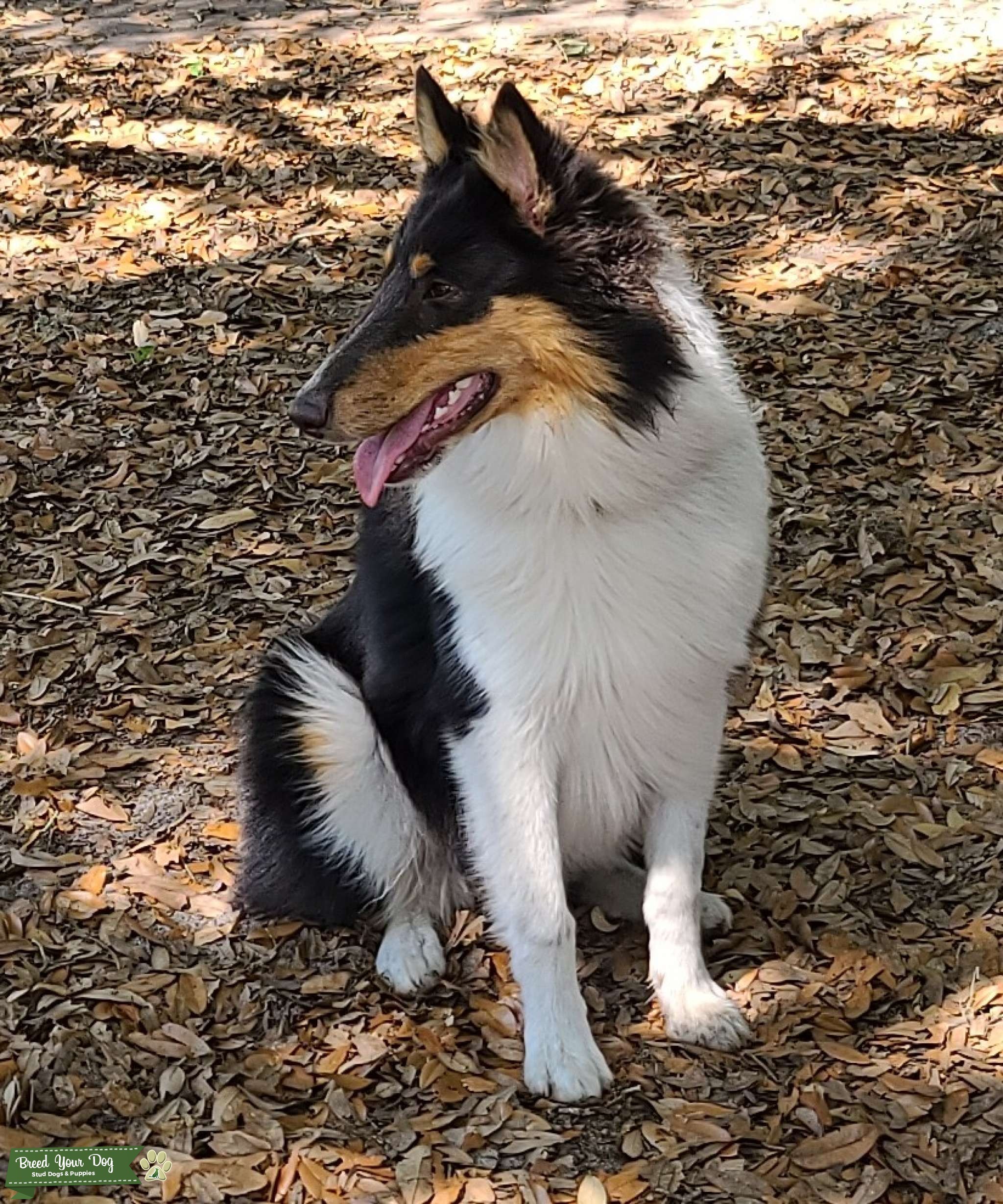 Tricolor Rough Collie - Stud Dog United States - Breed Your Dog
