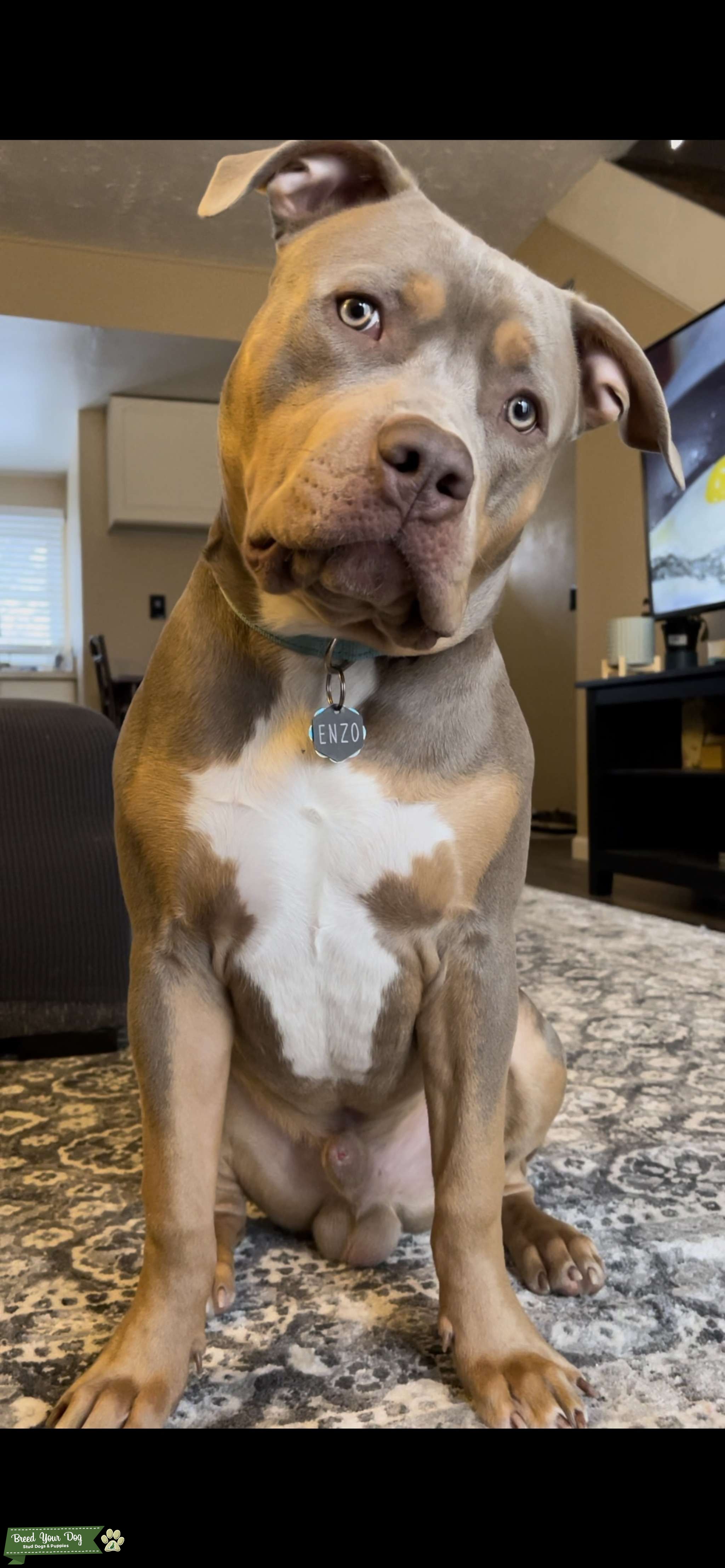 Lilac Tri American Bully - Stud Dog New York - Breed Your Dog