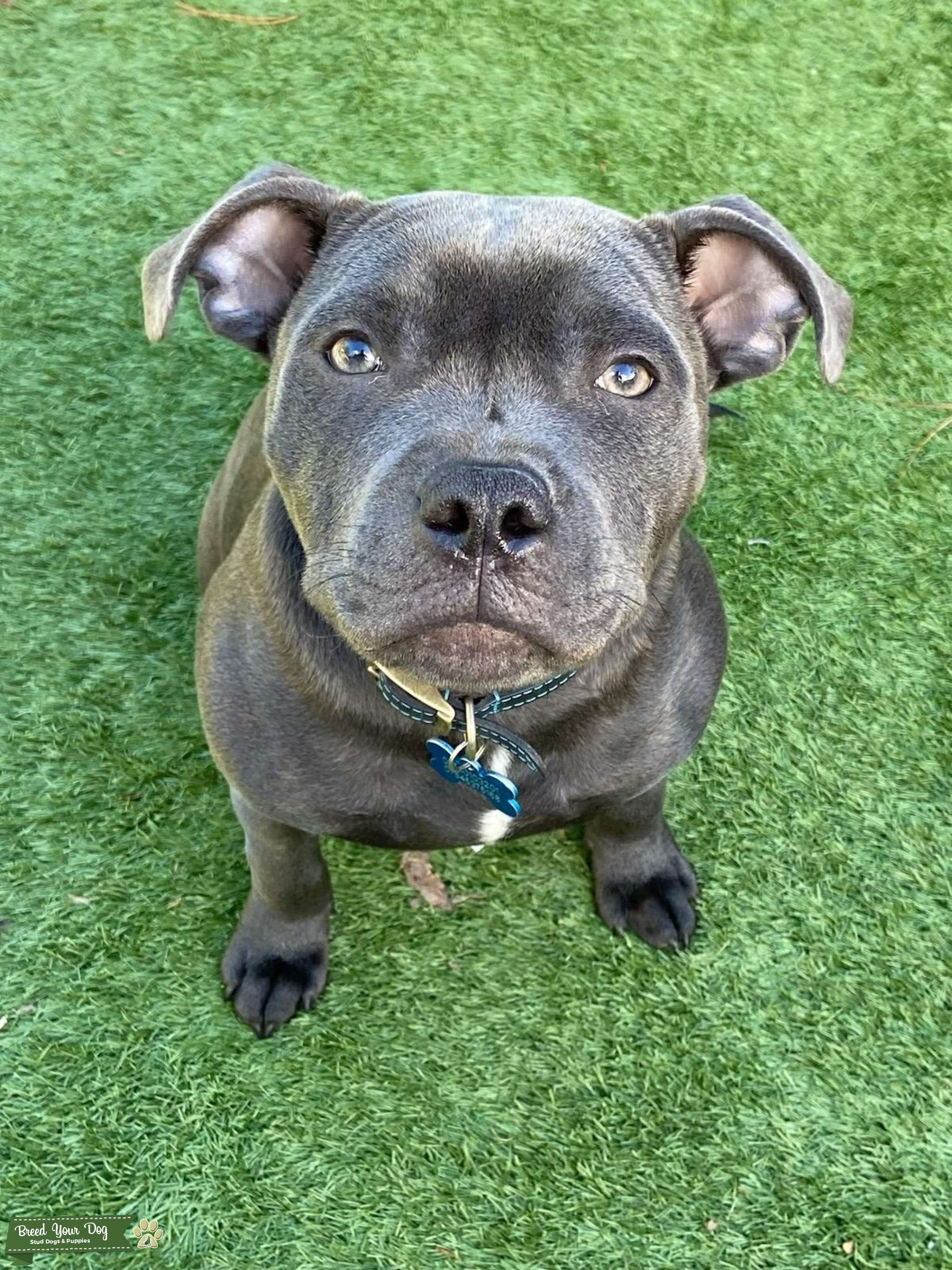 Blue Staffy - Stud Dog in Kent, the United States | Breed Your Dog
