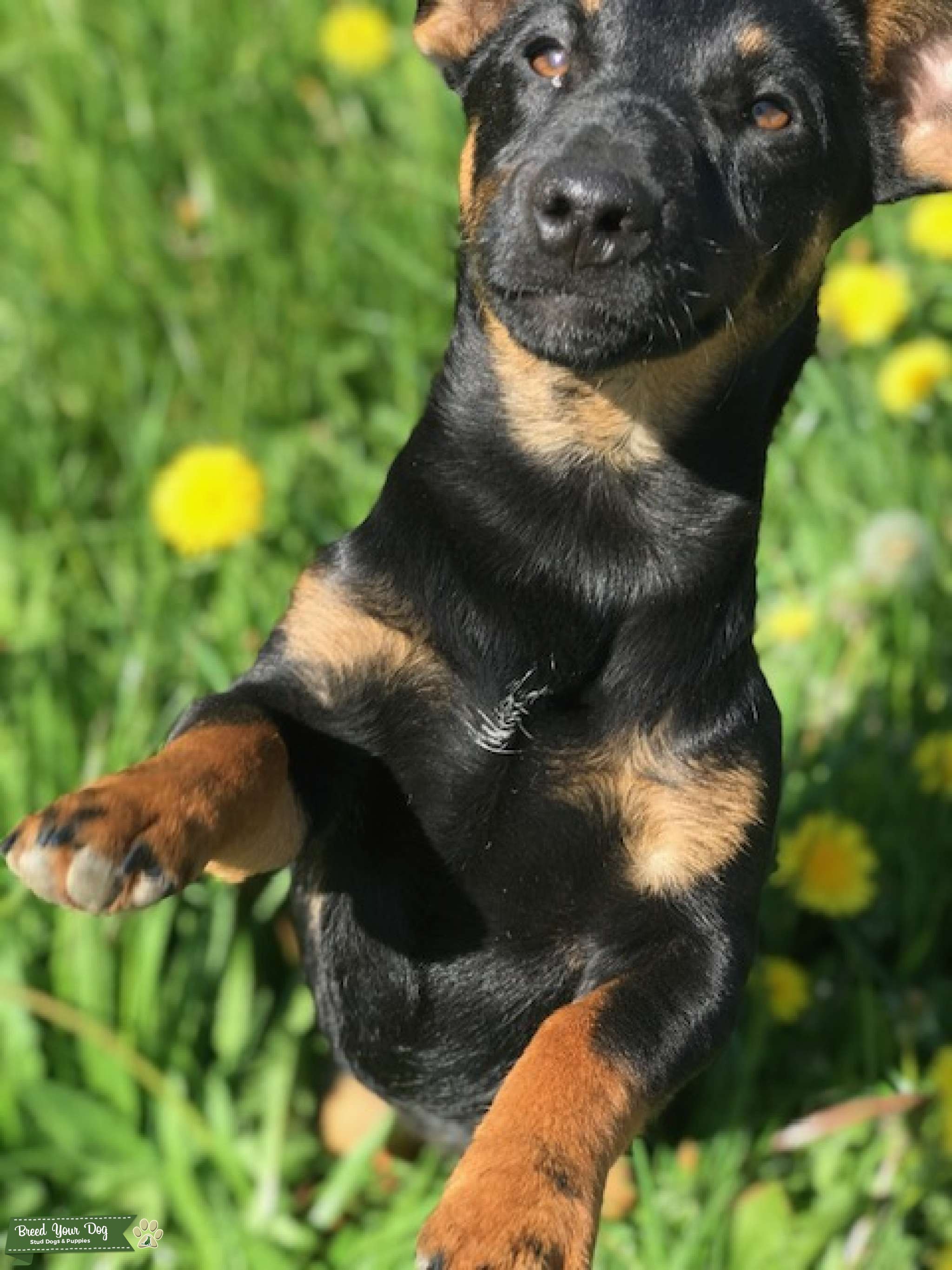 Black & Tan Jack Russel Stud Dog - Stud Dog in SOMERSET, the United ...