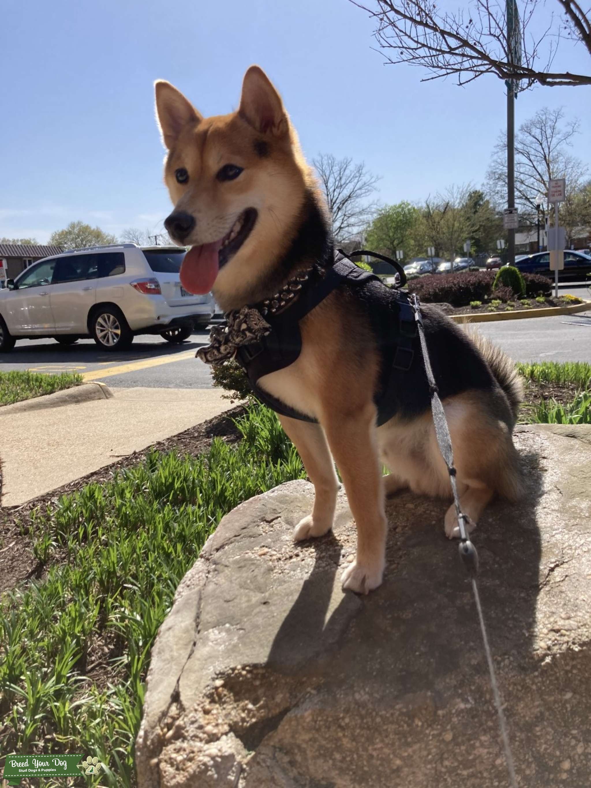 AKC Pure Bred Shiba Inu. Tri-colored. - Stud Dog in Virginia , the ...