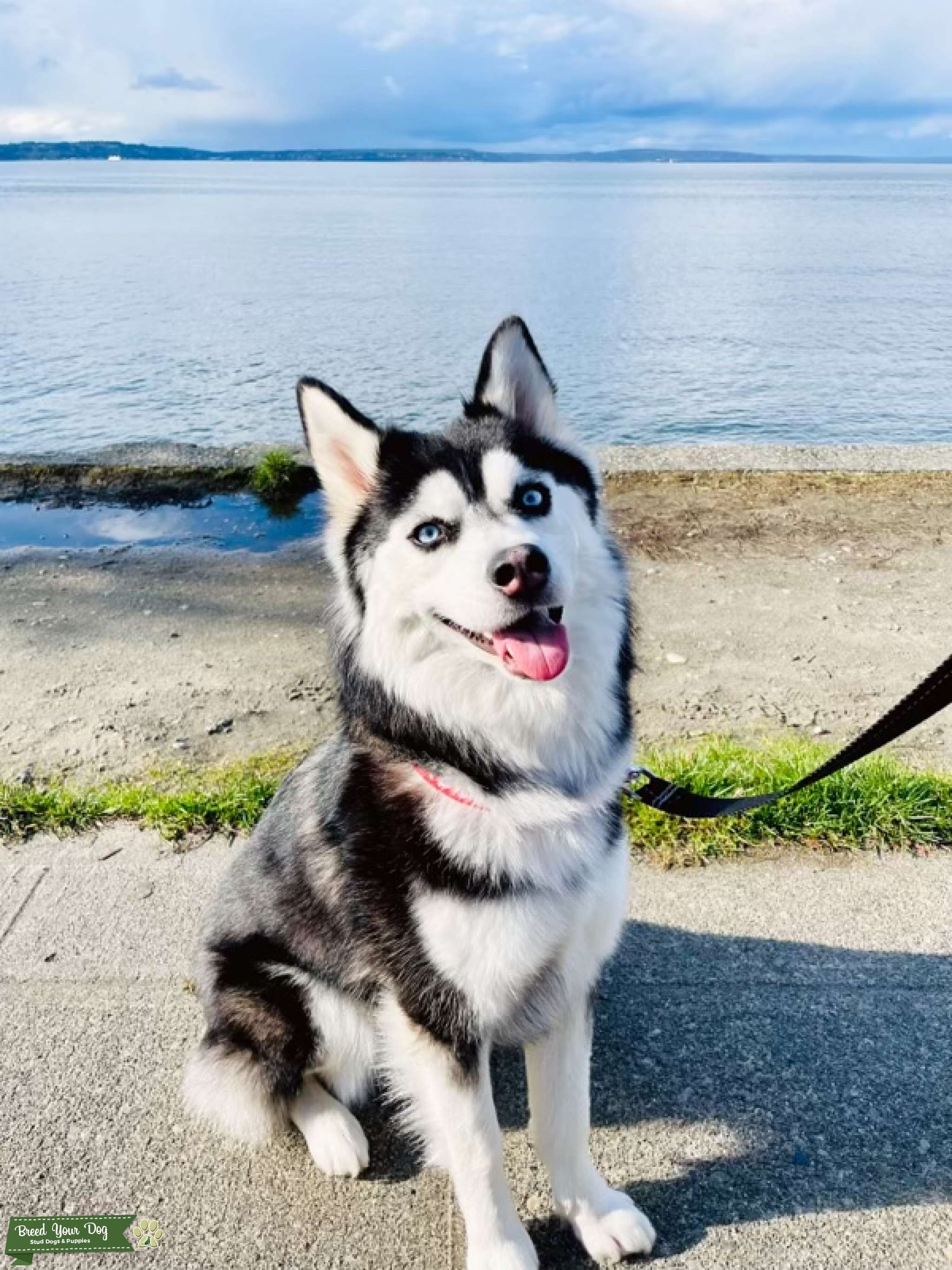 Klee Kai Mix - Stud Dog in Seattle, the United Kingdom | Breed Your Dog