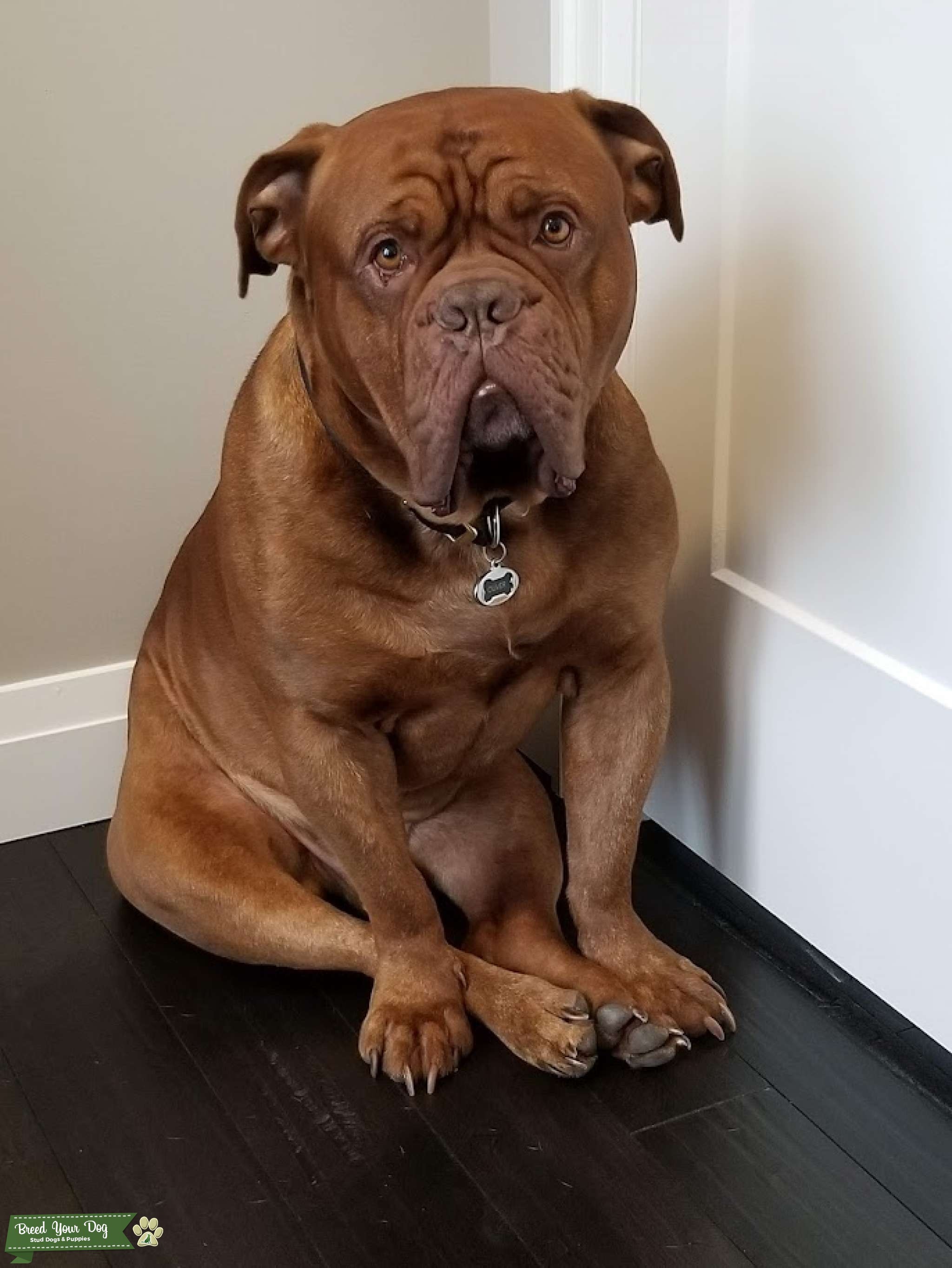 Beautiful Male Dogue de Bordeaux - Stud Dog in Ontario, Mexico | Breed ...