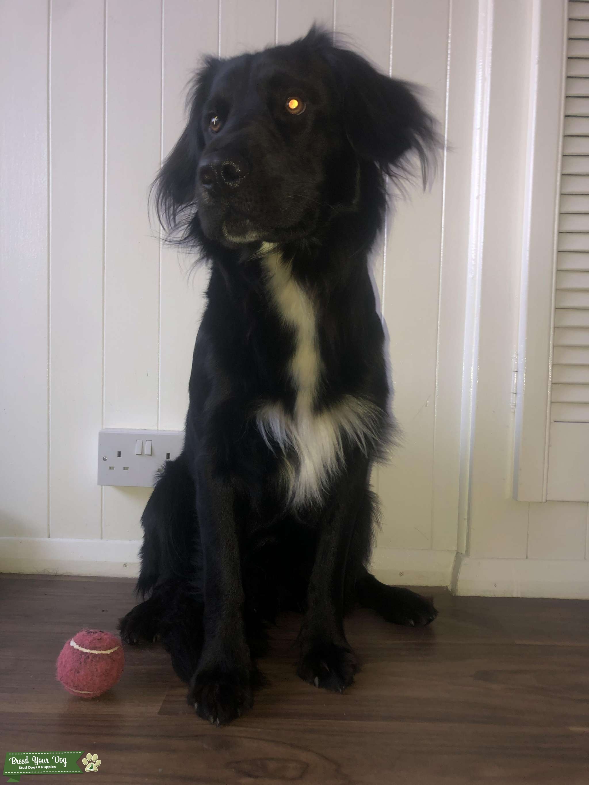 Stud for breeding - Stud Dog in Durham, Mexico | Breed Your Dog