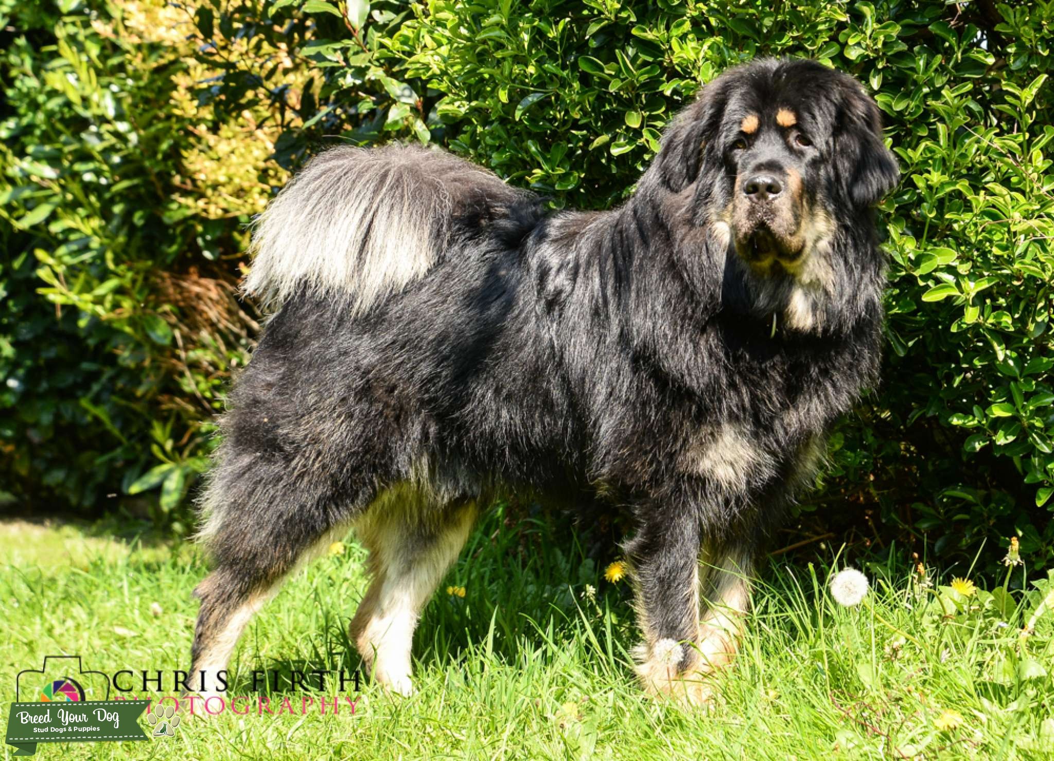 Tibetan Mastiff For Stud - Stud Dog in west yorkshire, the United ...