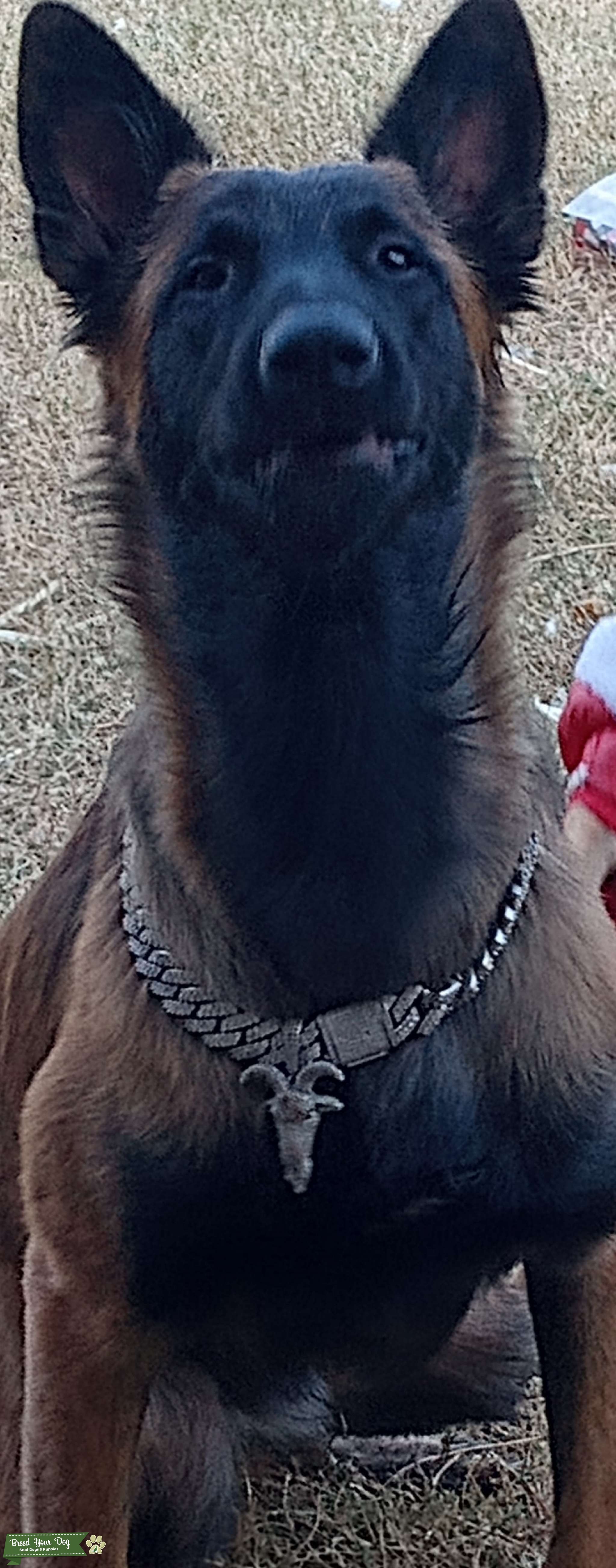 Belgian Malinois X - Stud Dog in CA, United States | Breed Your Dog