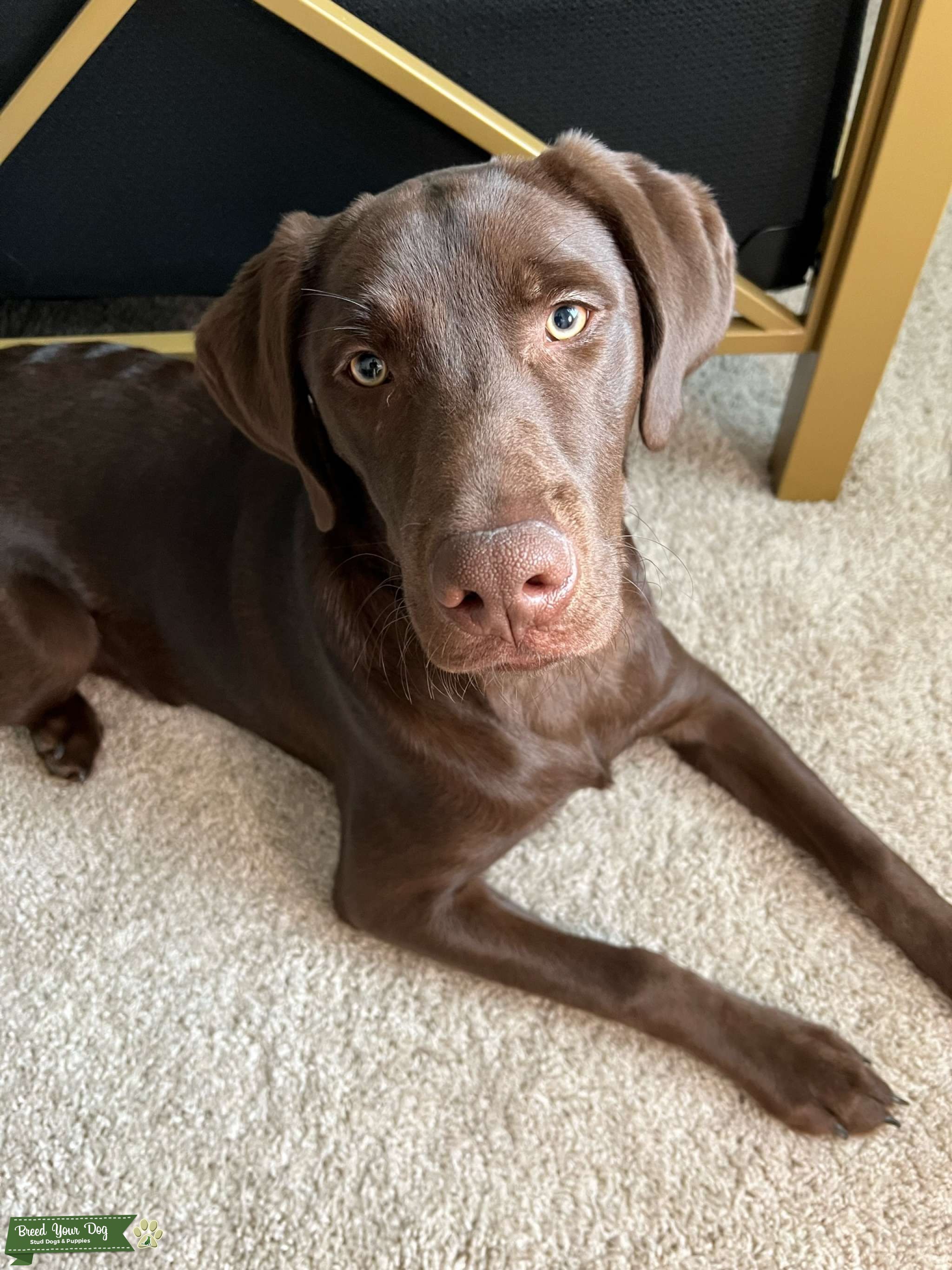 Pure Bred Chocolate Lab - Stud Dog Coastal Virginia - Breed Your Dog