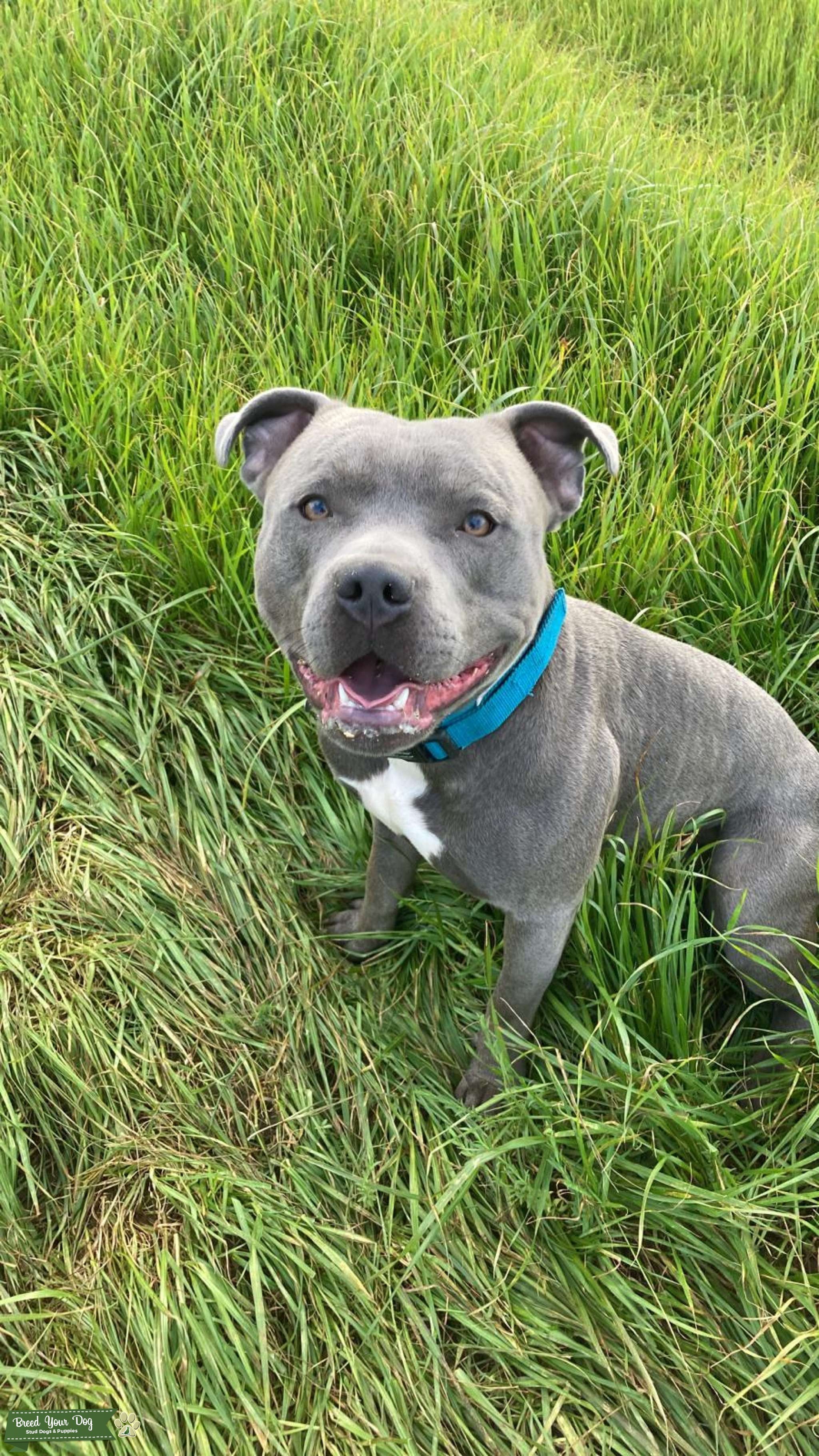 Beautiful blue staff - Stud Dog in South yorkshire, the United States ...