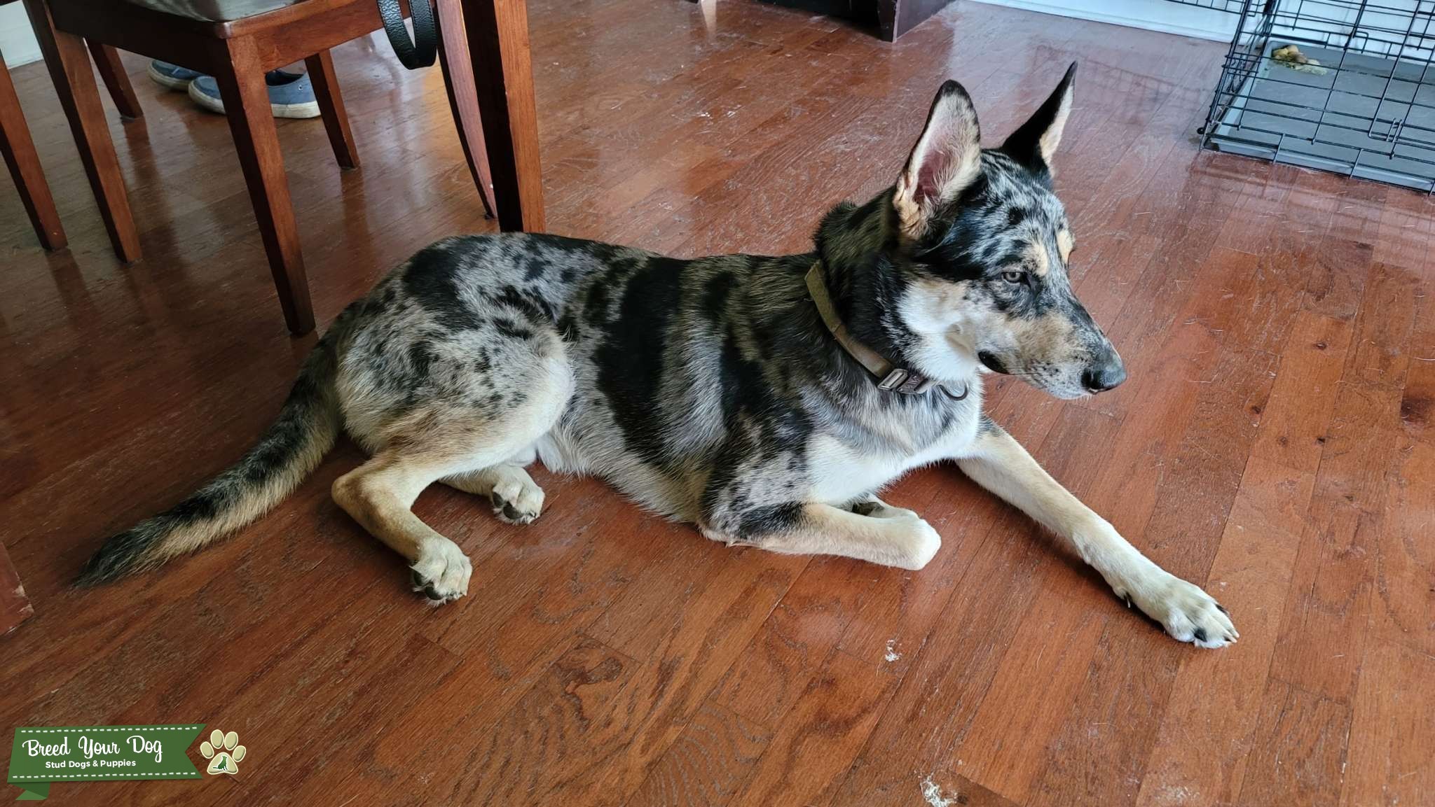 Blue Merle German Shepard - Stud Dog in FL, the United States | Breed ...