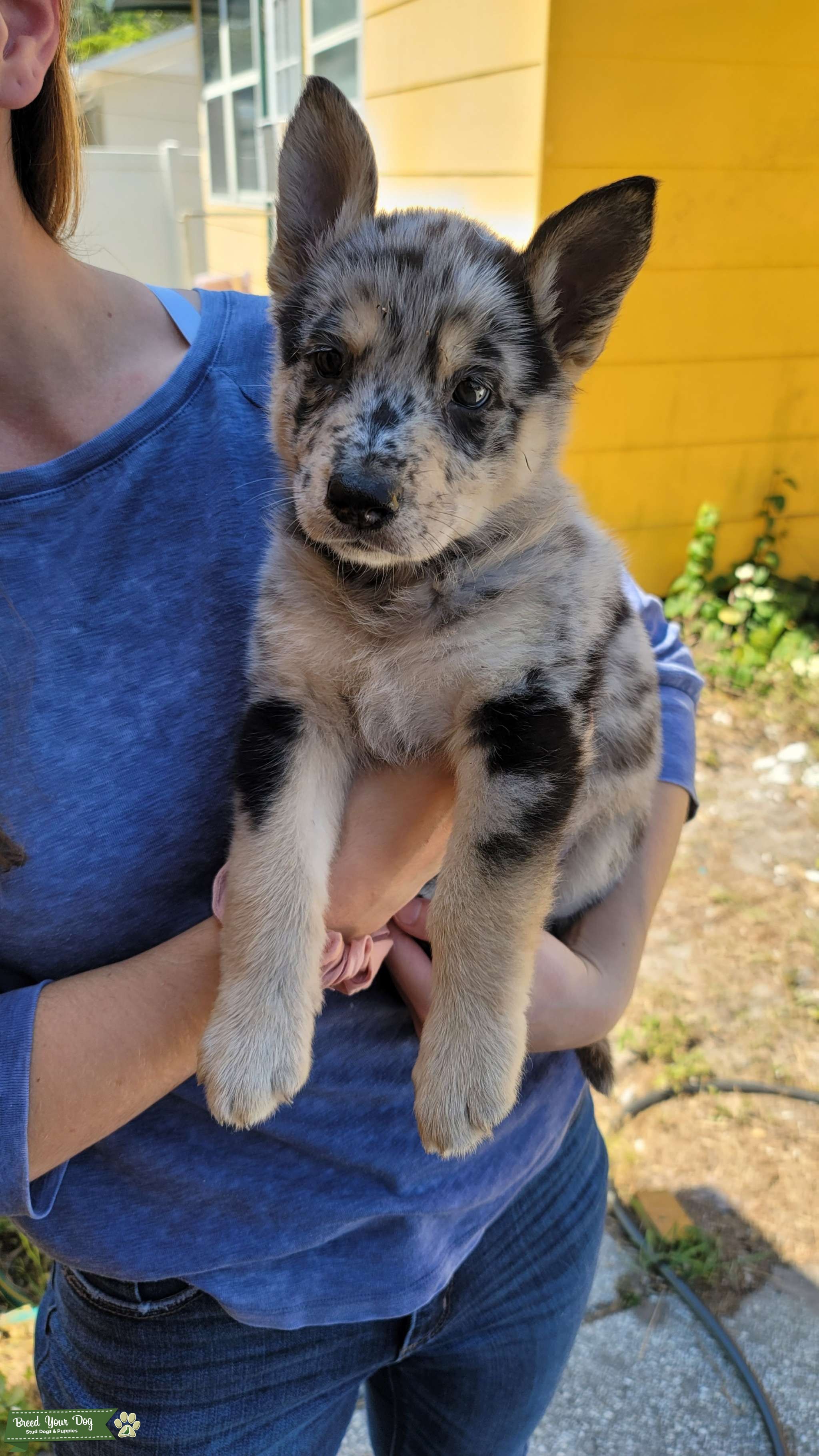 Blue Merle German Shepard - Stud Dog in FL, the United States | Breed ...