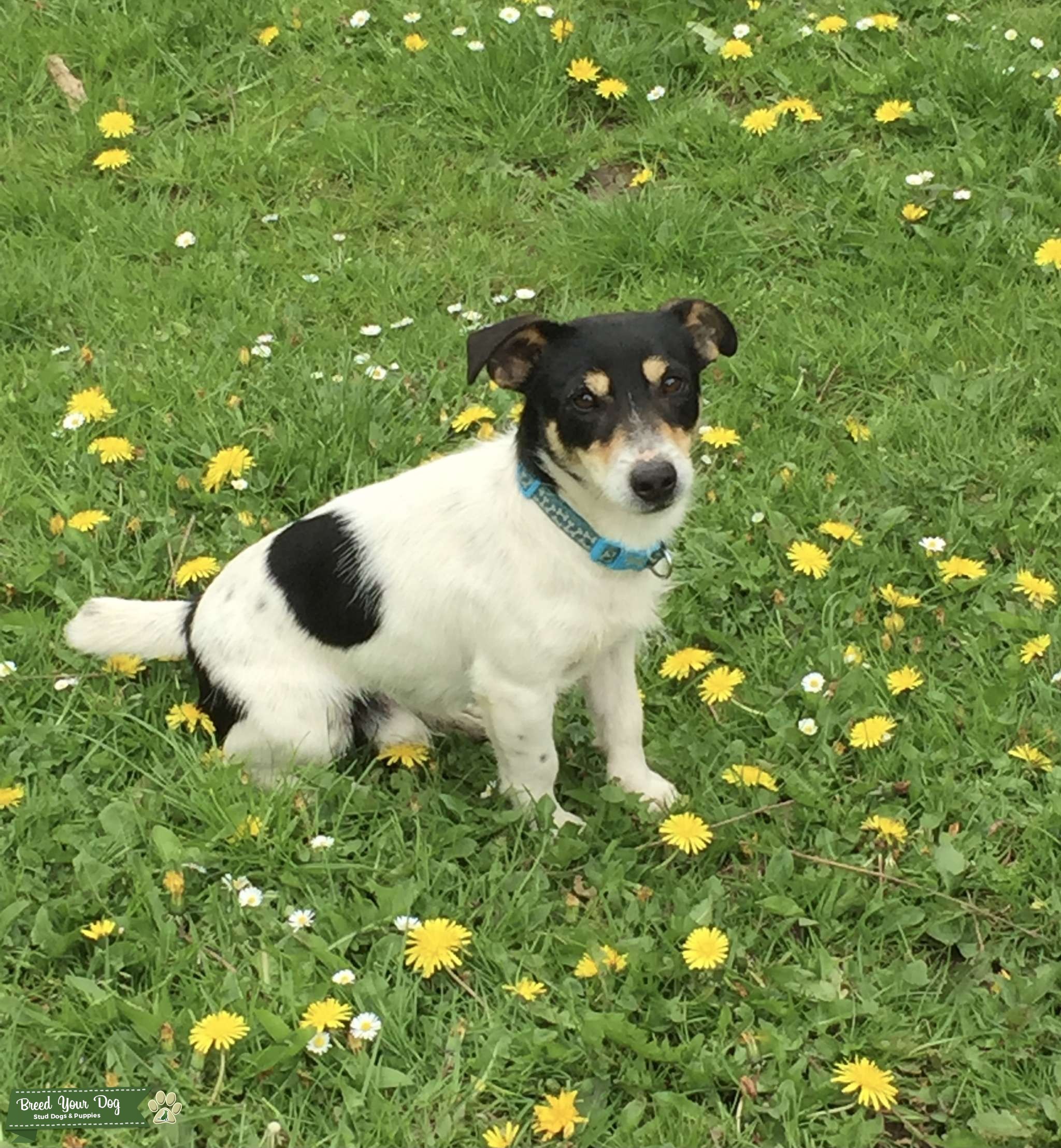 Traditional Jack Russell Stud - Stud Dog in SHROPSHIRE, the United ...