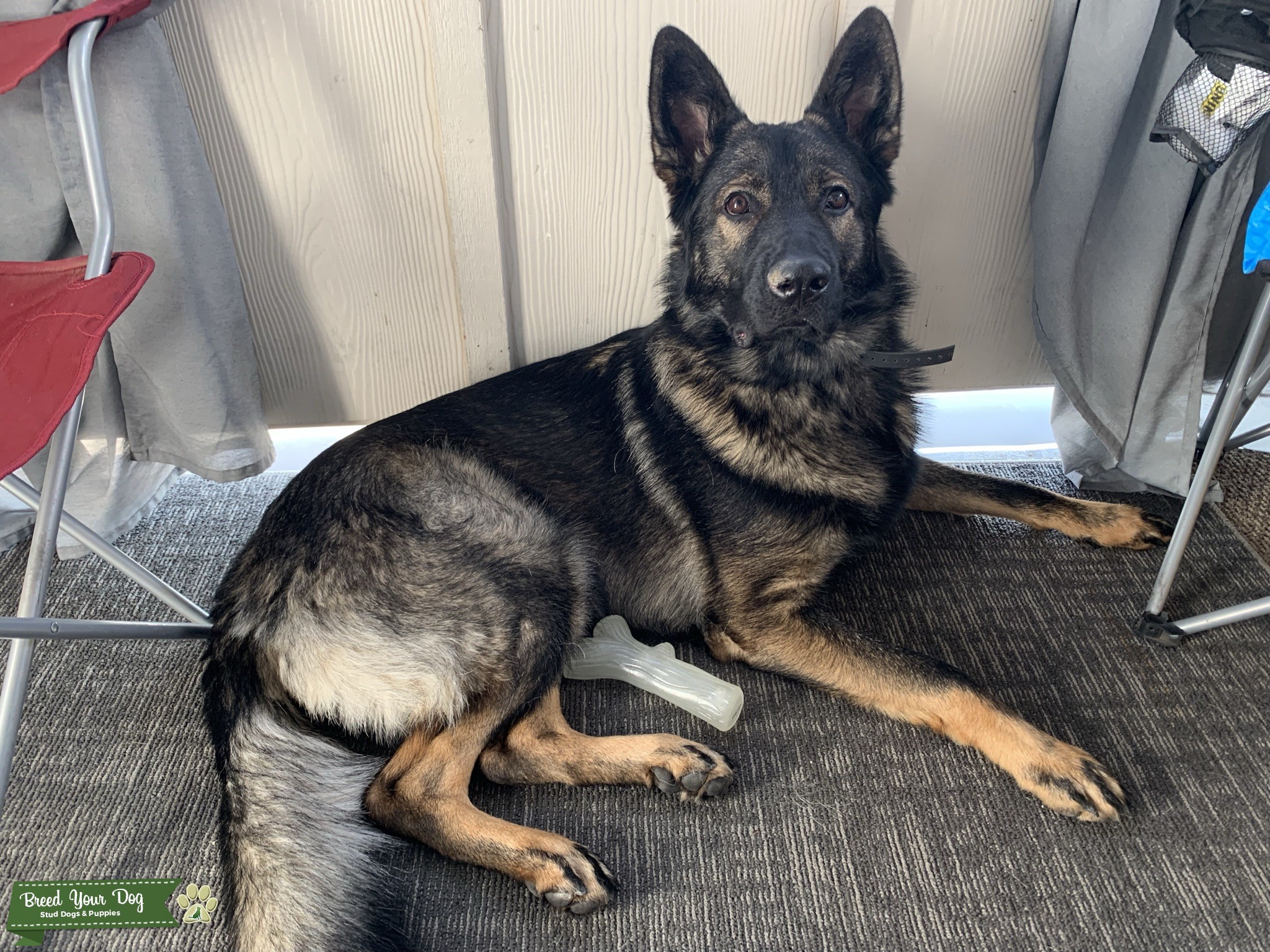 Sable German Shepherd - Stud Dog in Somonauk, IL, United States | Breed ...