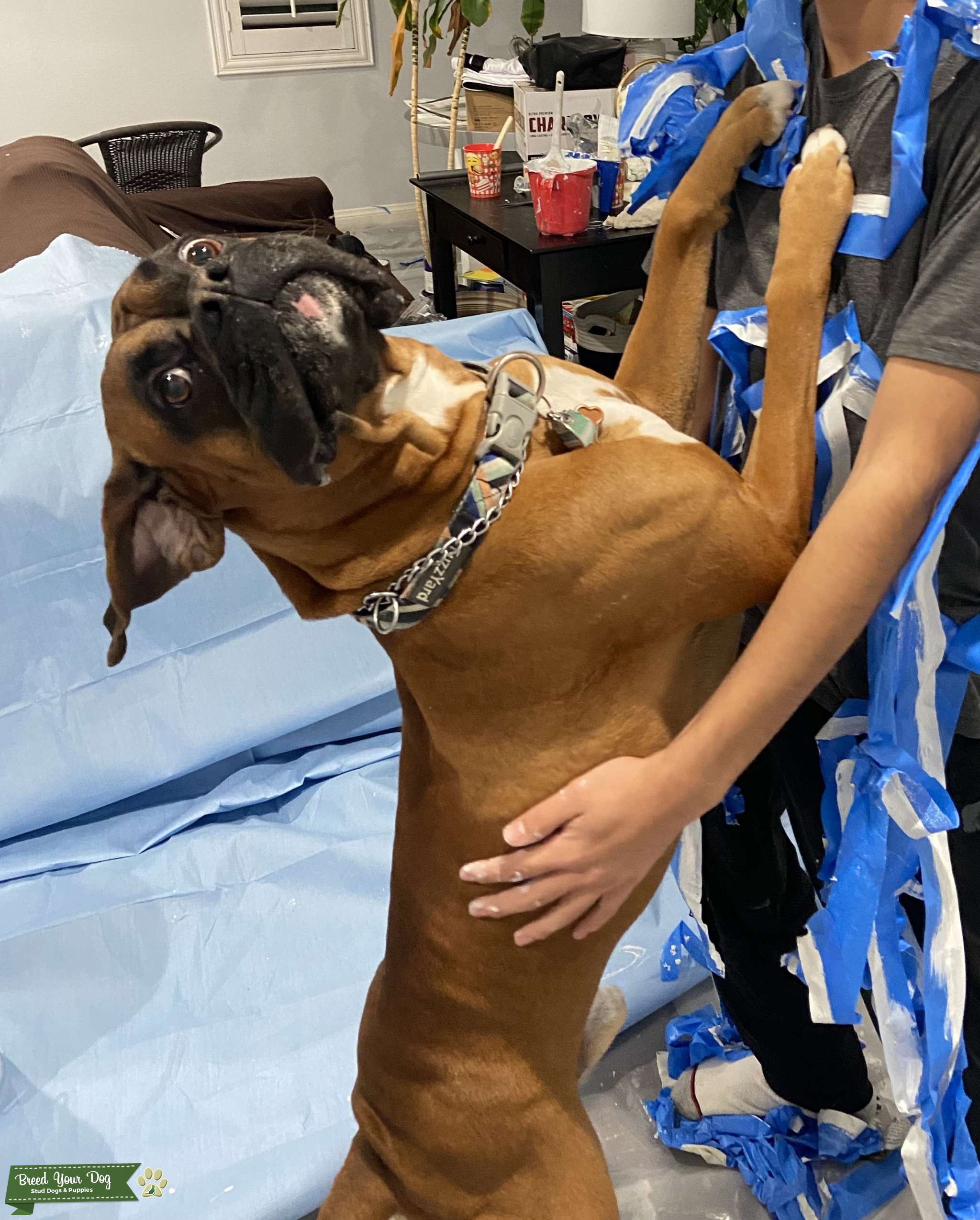 Playful Boxer Stud ready to mate! - Stud Dog in San Jacinto, CA, United ...