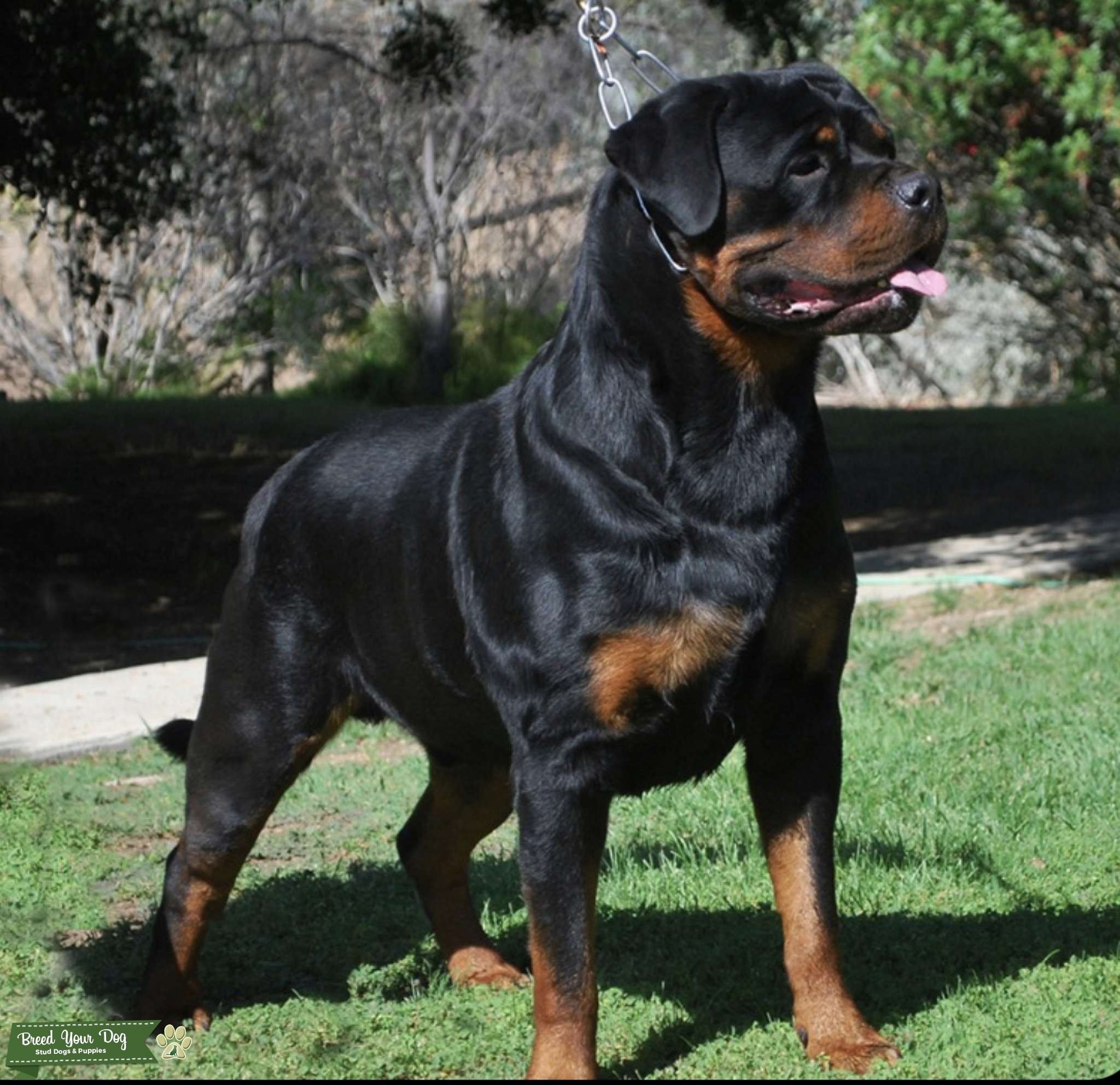 AKC German Rottweiler - Stud Dog in WA, the United States | Breed Your Dog