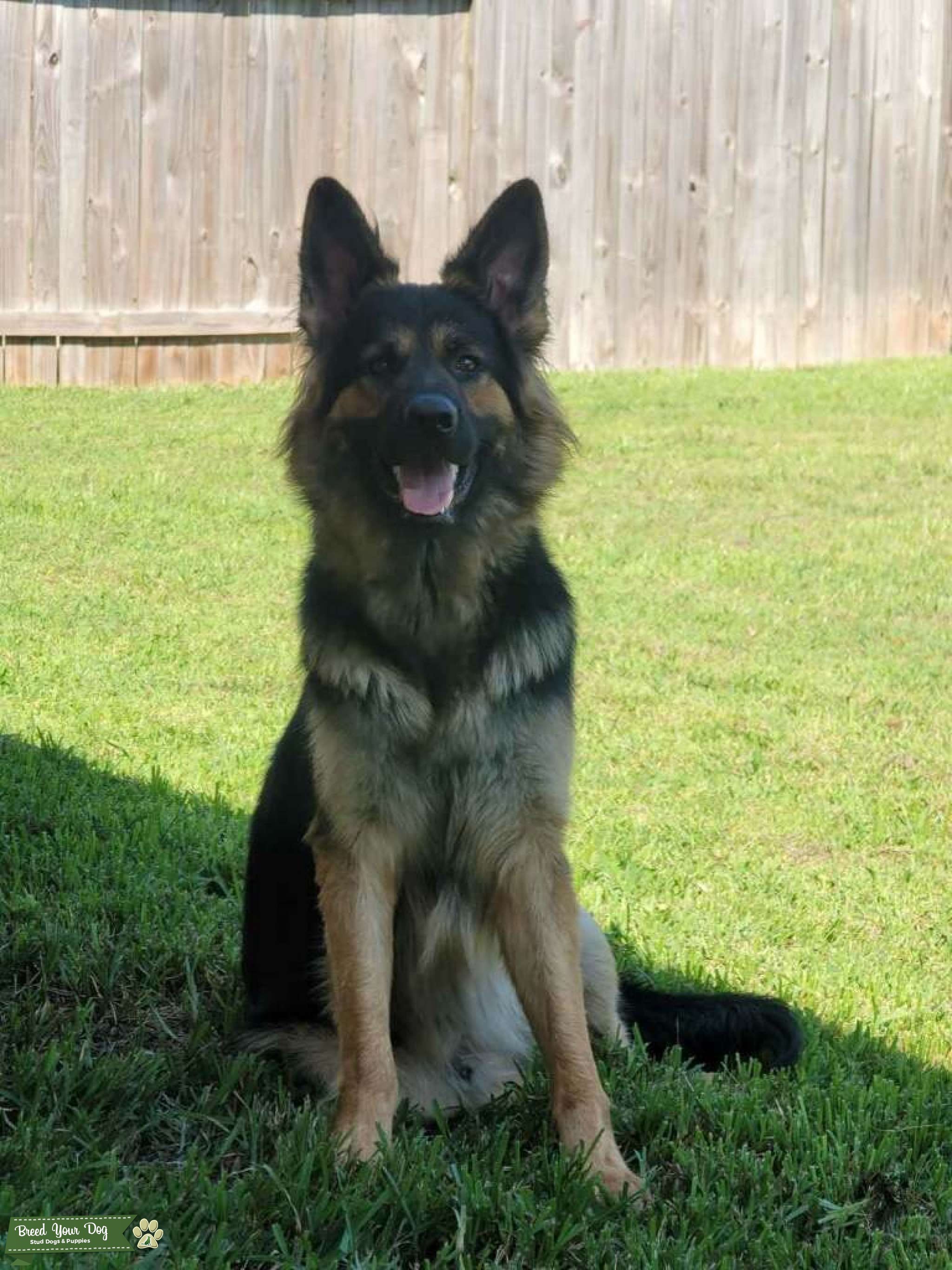 German Shepherd Stud - Stud Dog in Orlando, FL, the United States ...