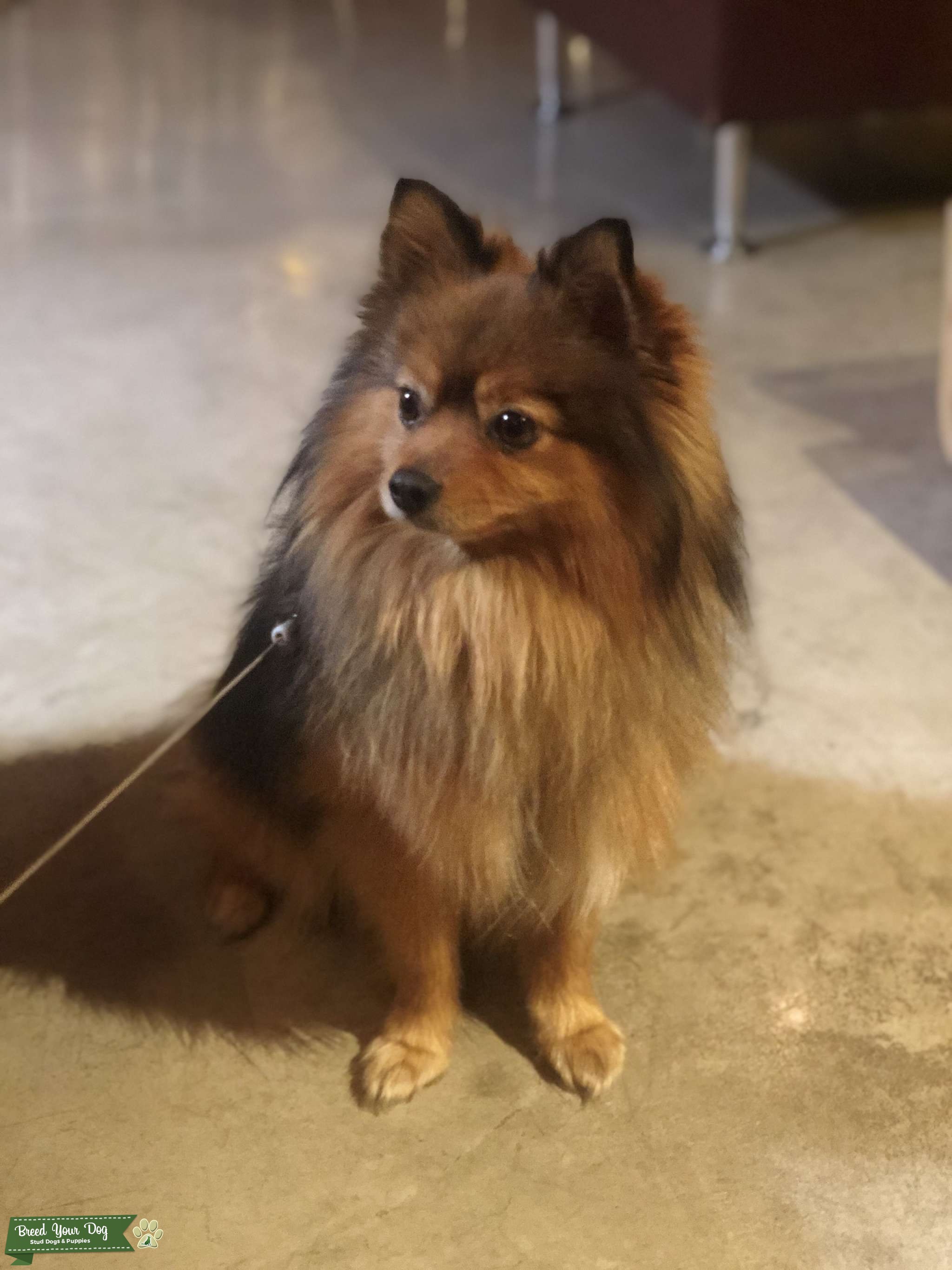 Pomeranian “Foxy” - Stud Dog in Lake Tahoe, United States | Breed Your Dog
