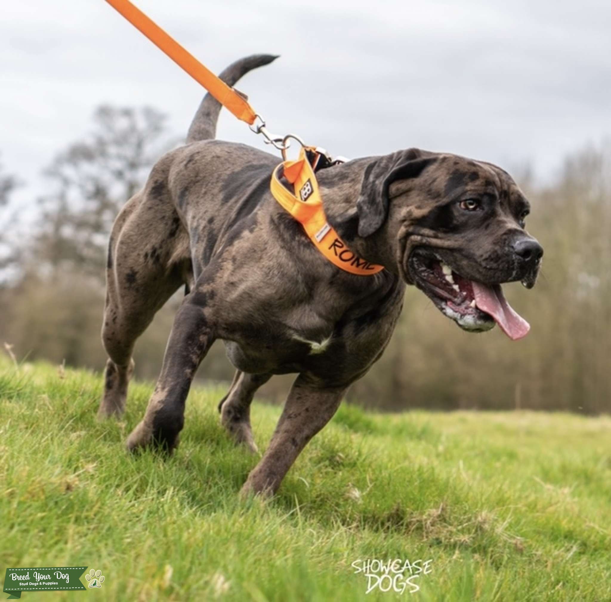 Merle Bandog Stud - Stud Dog in Warwickshire, United Kingdom | Breed ...
