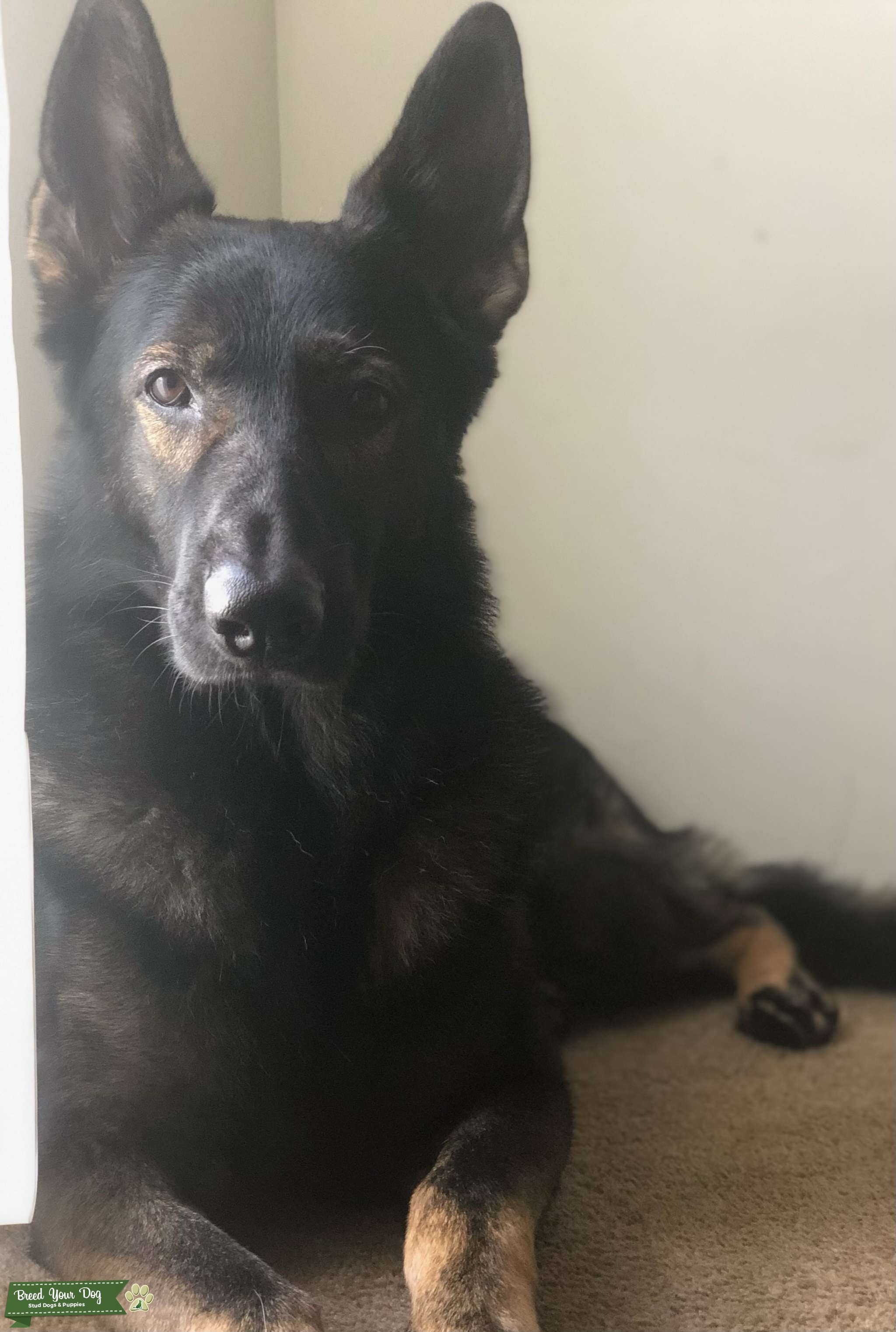 Sable German Shepherd - Stud Dog in Prince George’s County, United ...