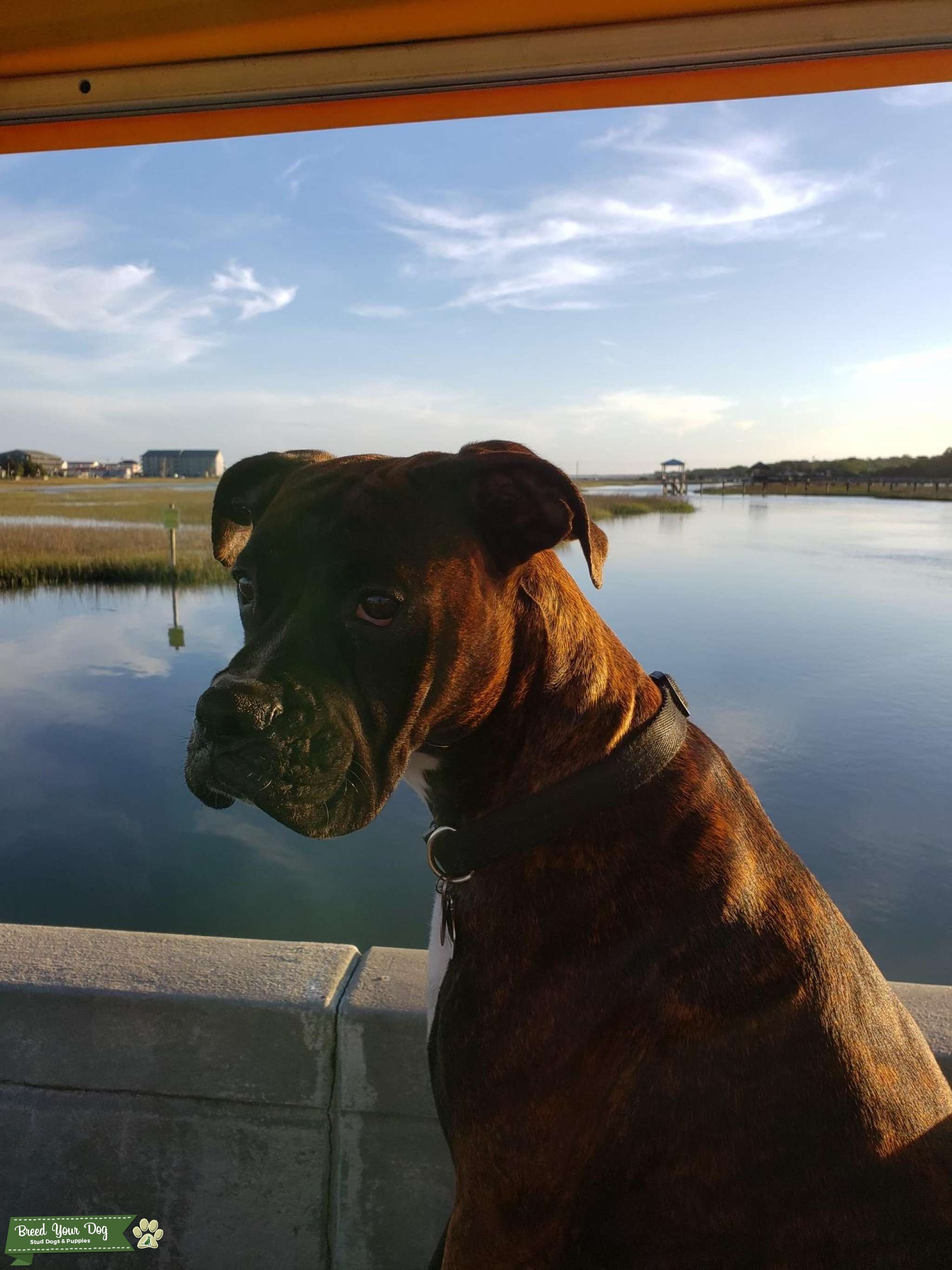 Reverse Brindle boxer male - Stud Dog in South Carolina, the United ...