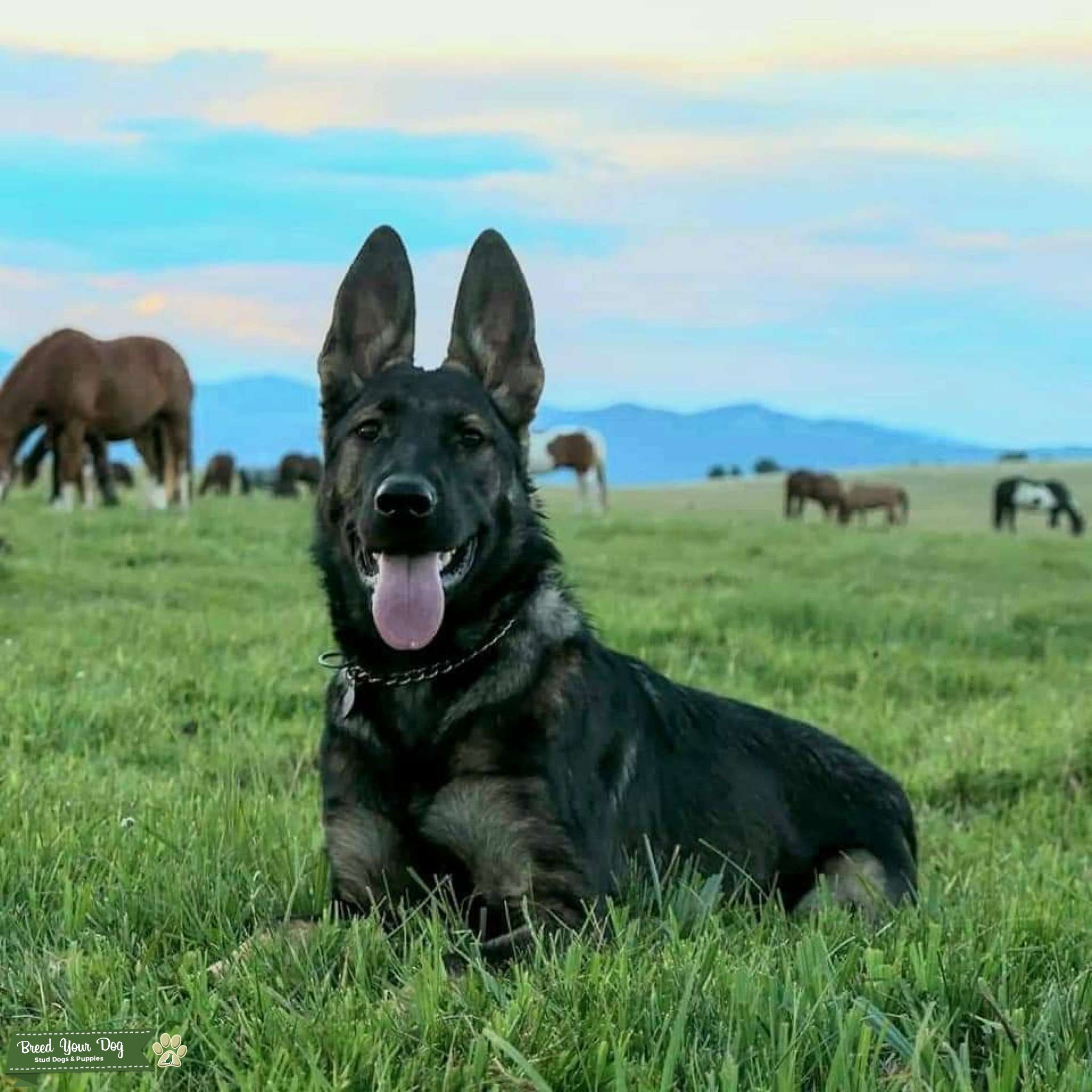 Sable Female looking for stud - Stud Dog in Gallatin county, United ...