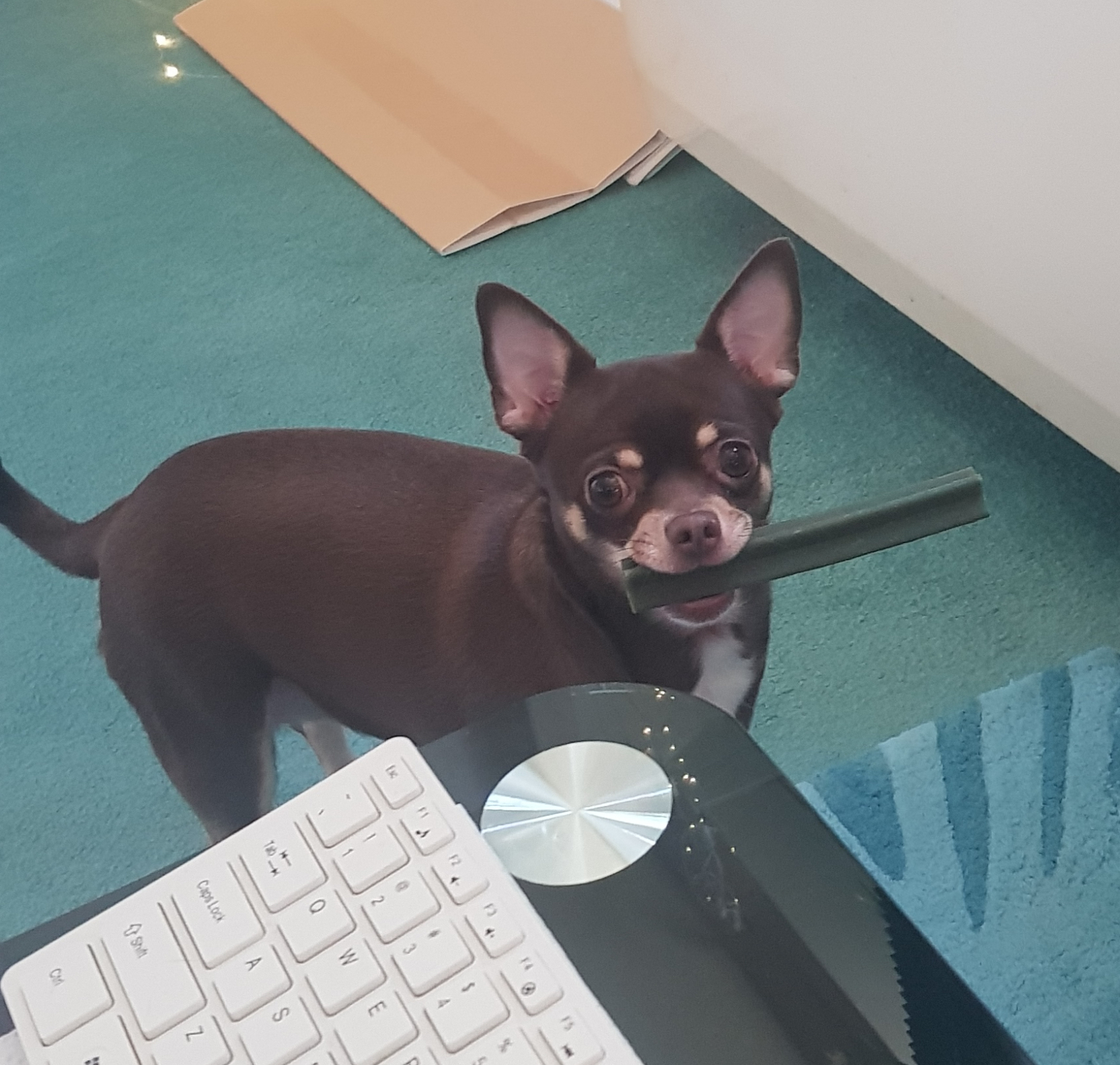 Ready and Hoot - Stud Dog in Notting hill, United Kingdom | Breed Your Dog