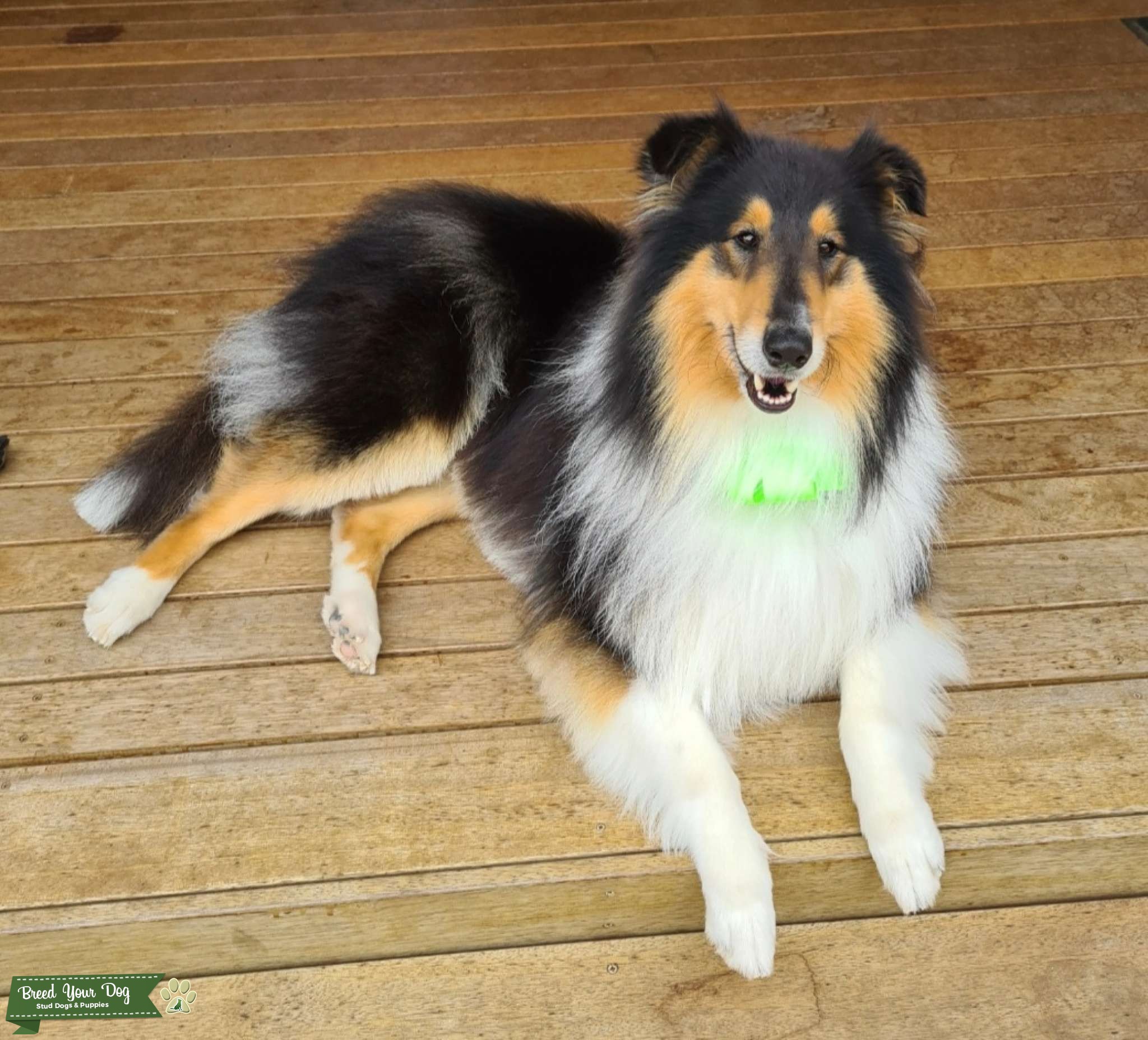 Tri Pure Bred Rough Collie - Stud Dog Sunbury, Victoria - Breed Your Dog