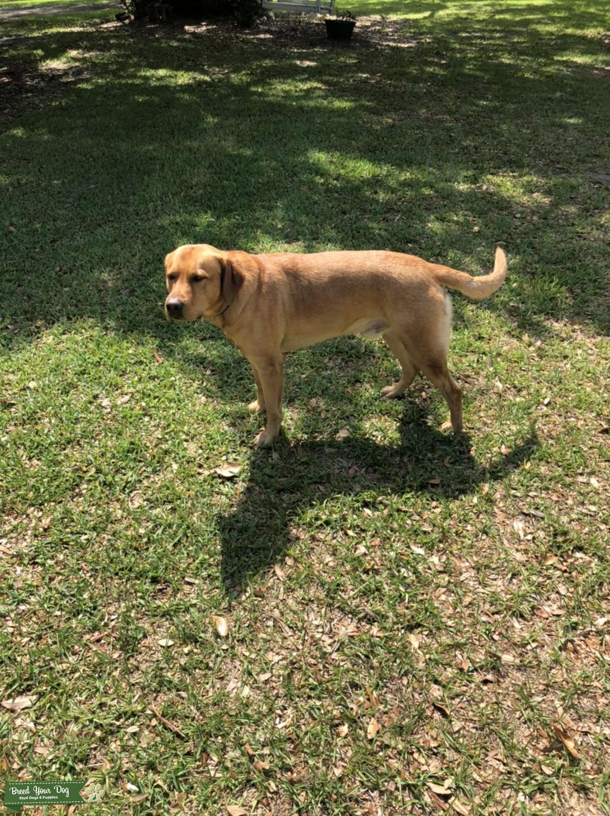 Fox Red Labrador - Stud Dog in North Carolina, United States | Breed ...