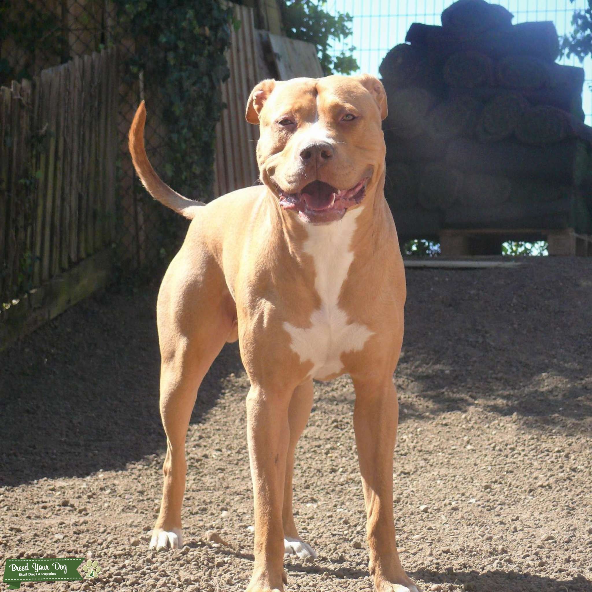 American Bulldog x - Stud Dog in Hertfordshire, United Kingdom | Breed ...